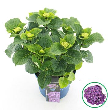 Hydrangea macrophylla ROYALTY COLLECTION ROSIE PURPLE — Plant Wholesale ...