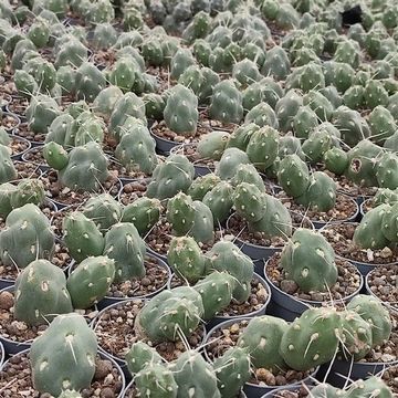 Tephrocactus neuquensis — Plant Wholesale FlorAccess