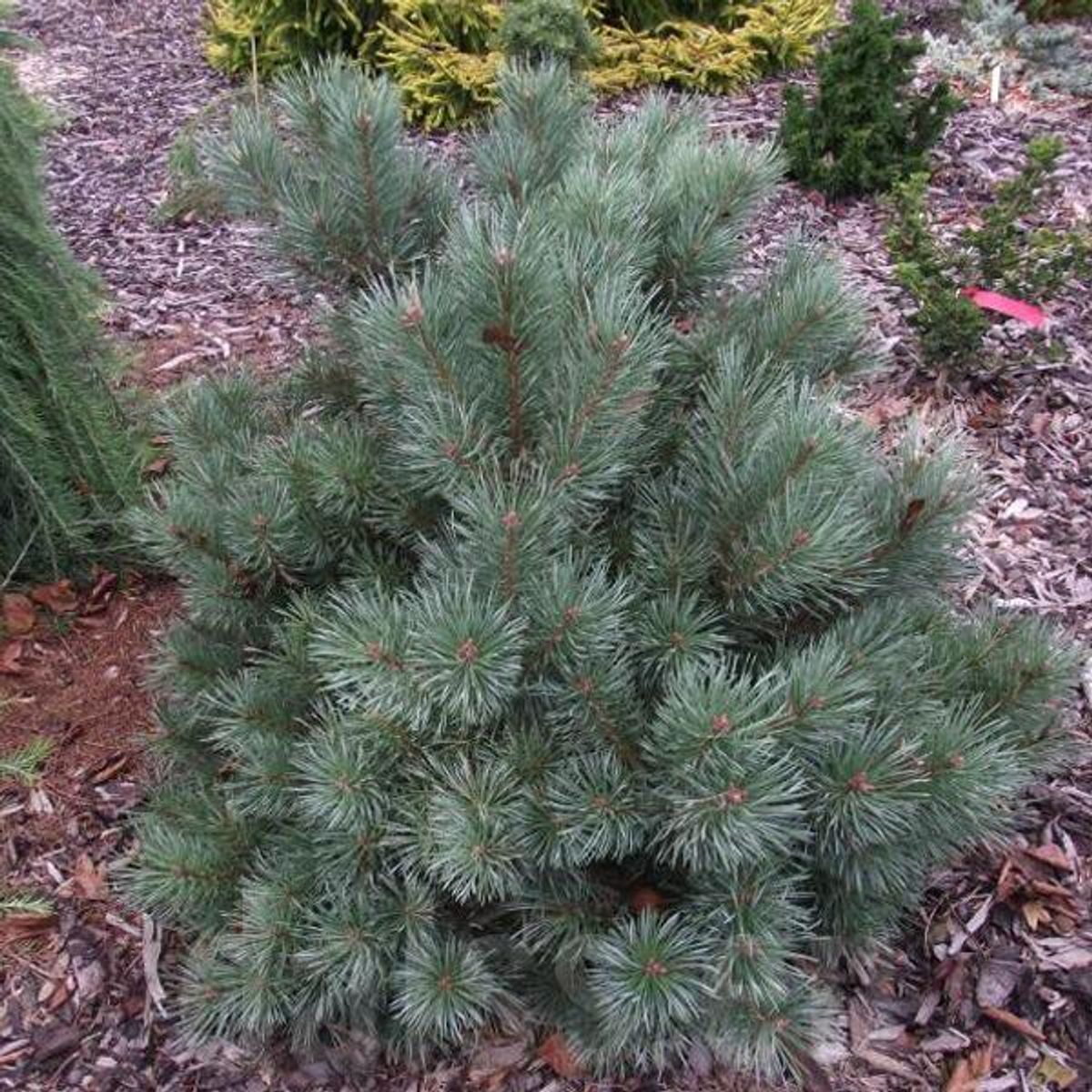 Pinus sylvestris 'Chantry Blue' — Plant Wholesale FlorAccess