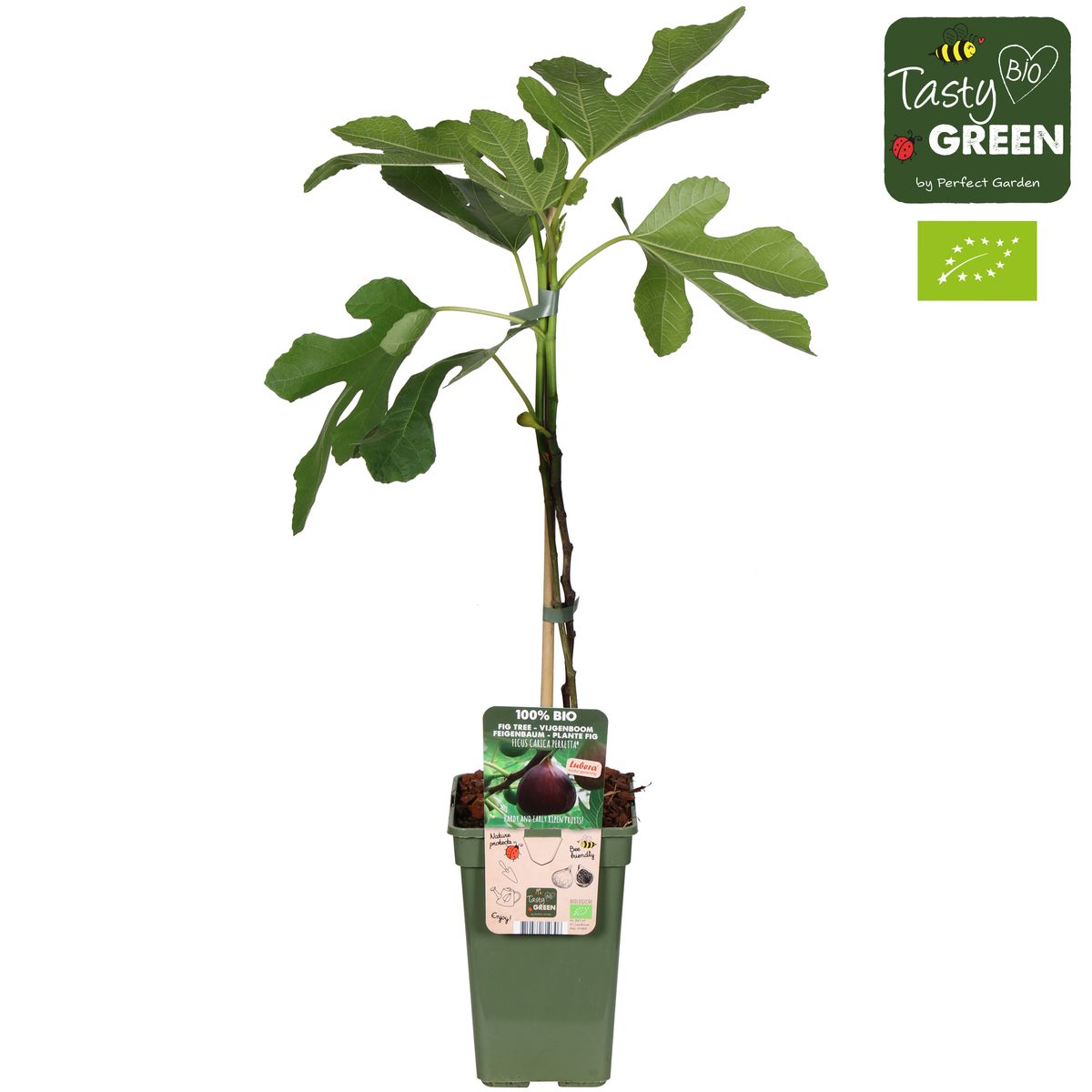 Ficus carica 'Gustissimo Perretta' — Plant Wholesale FlorAccess