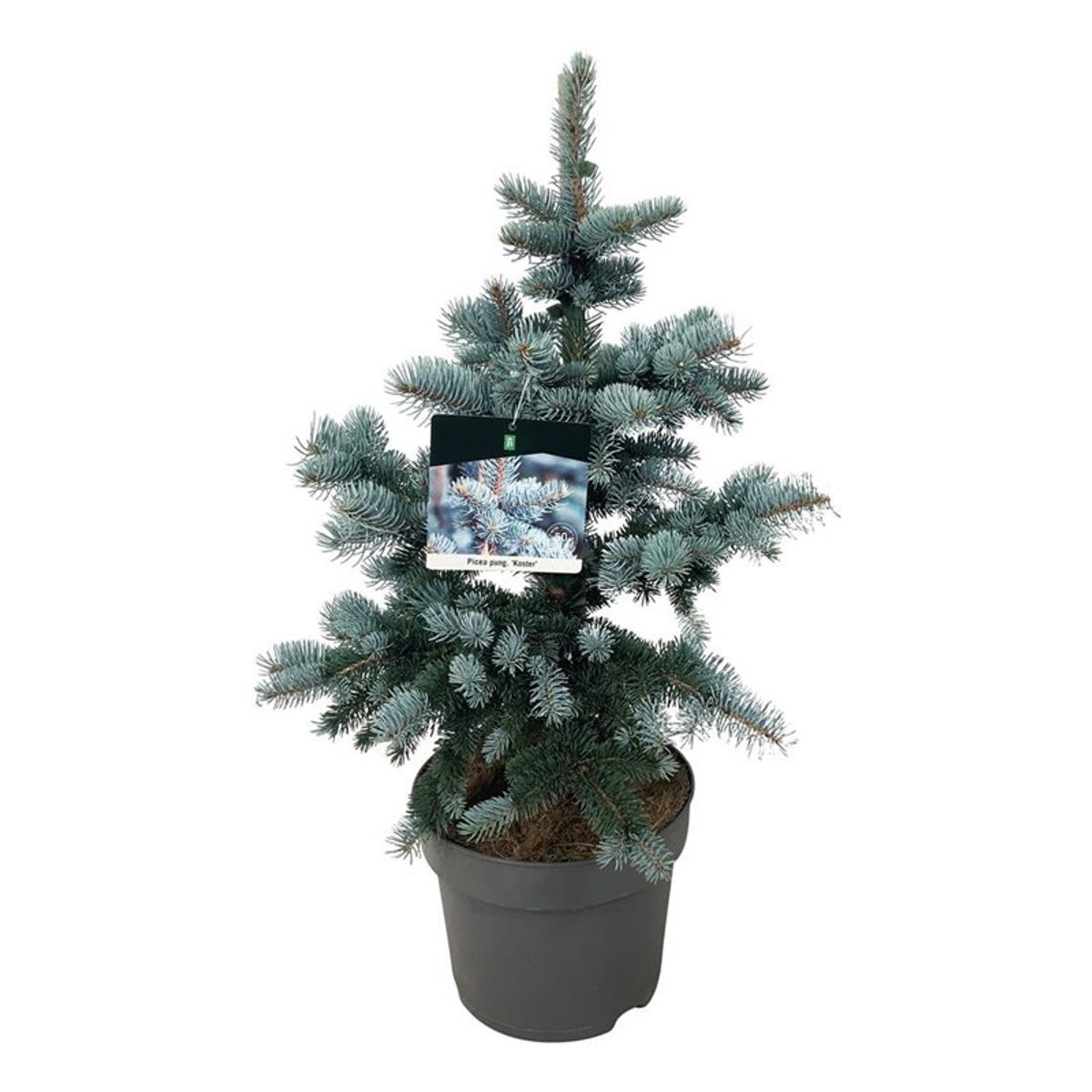 Picea pungens 'Koster' — Plant Wholesale FlorAccess