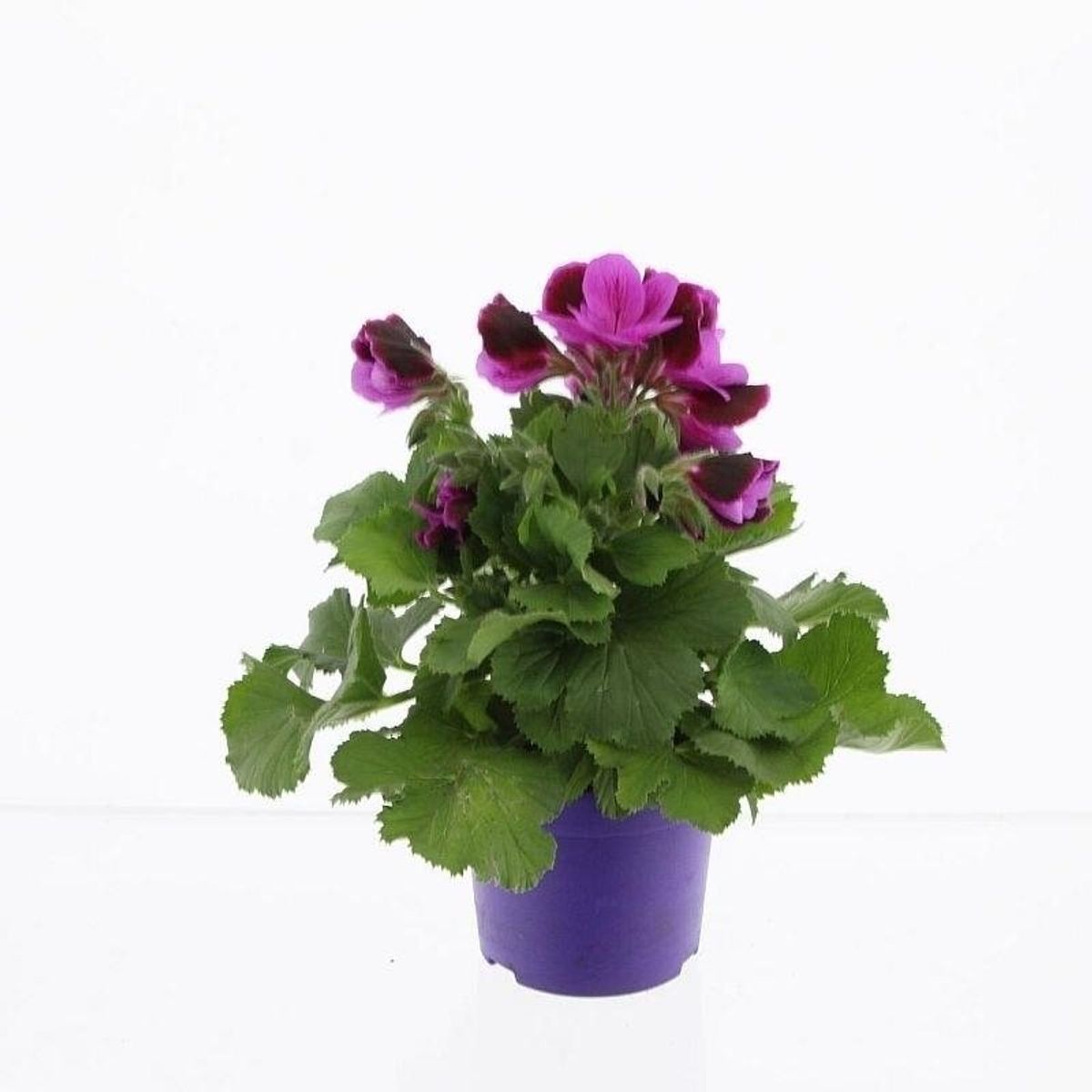 Pelargonium 'Elegance Judith' — Plant Wholesale FlorAccess