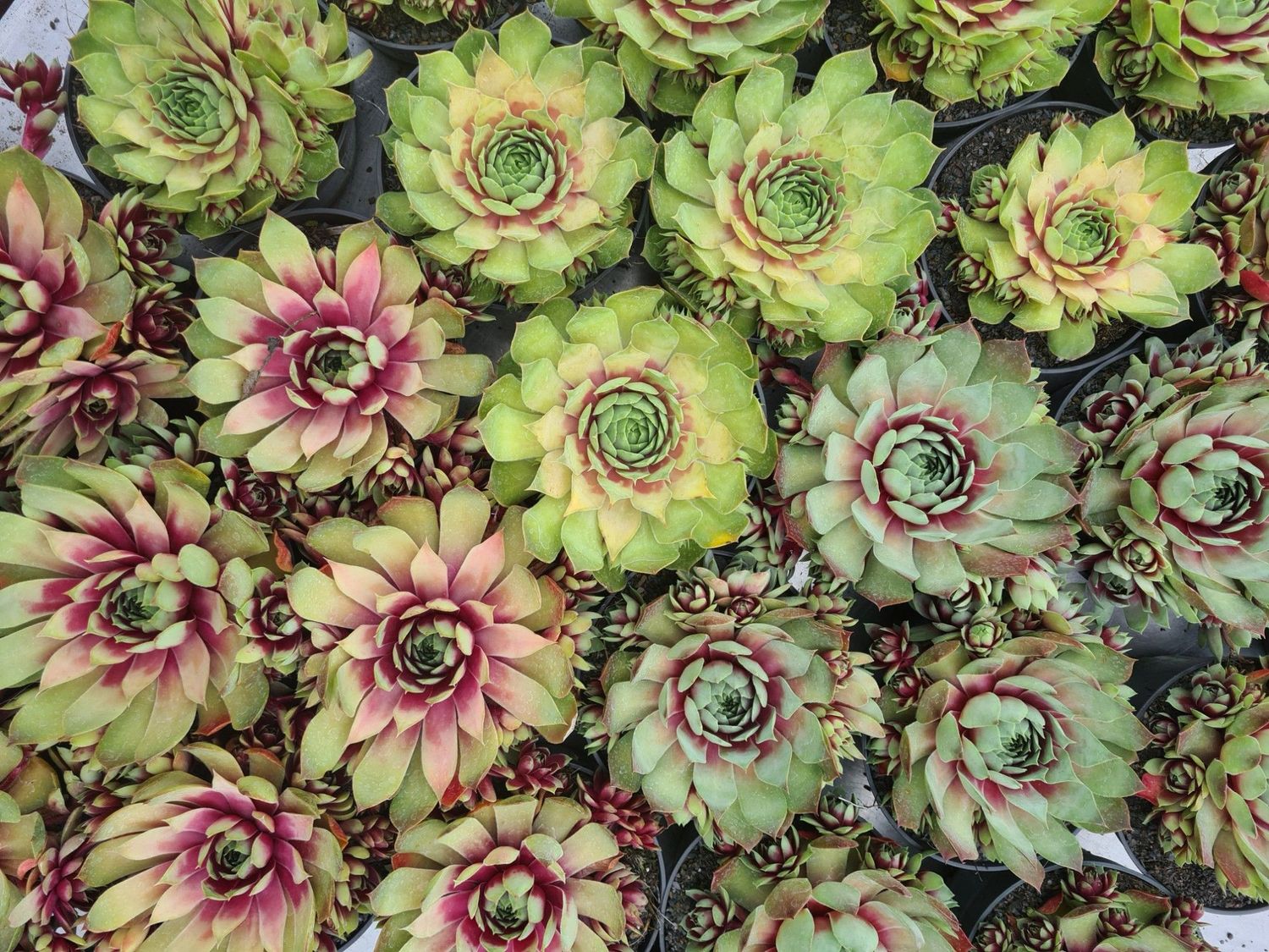 Sempervivum TOETIE FROETIES MIX — Plant Wholesale FlorAccess