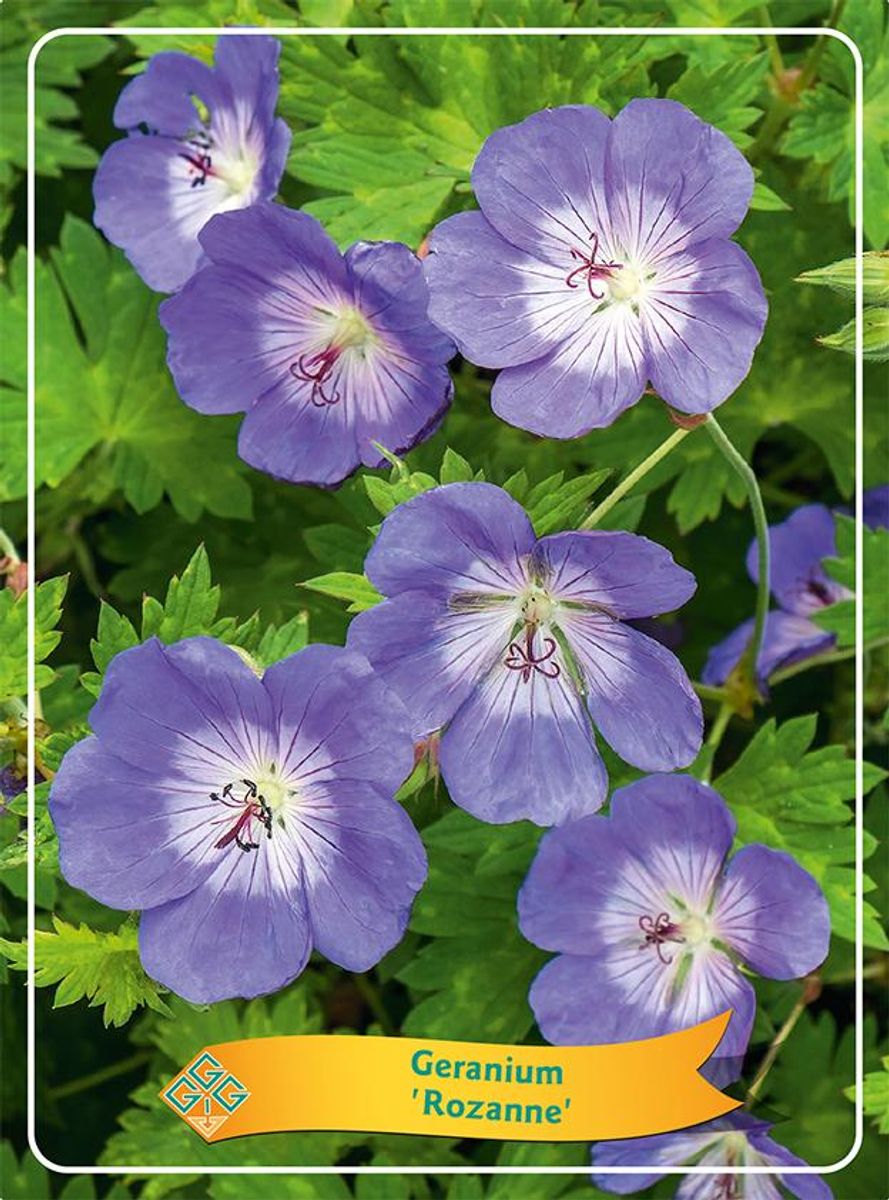 Geranium ROZANNE — Plant Wholesale FlorAccess
