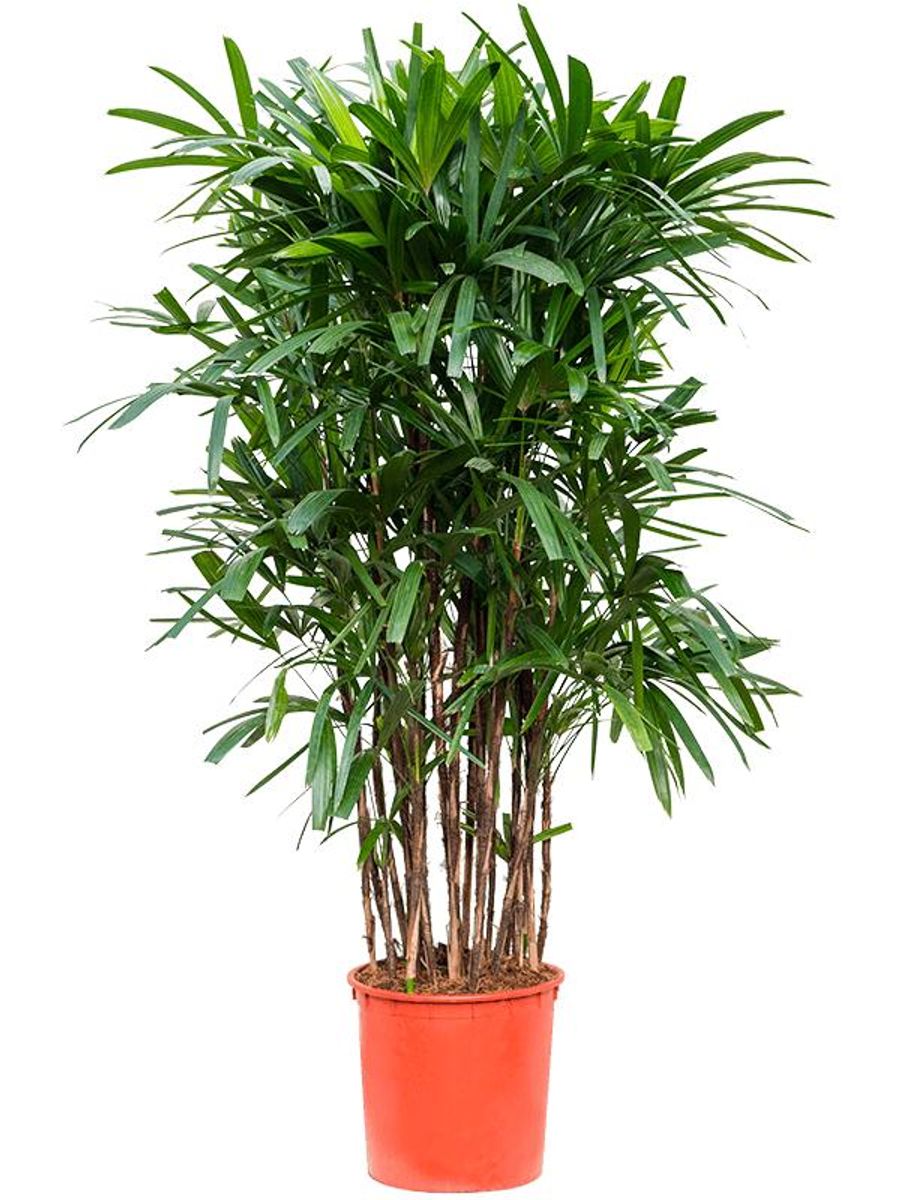 Rhapis excelsa — Plant Wholesale FlorAccess