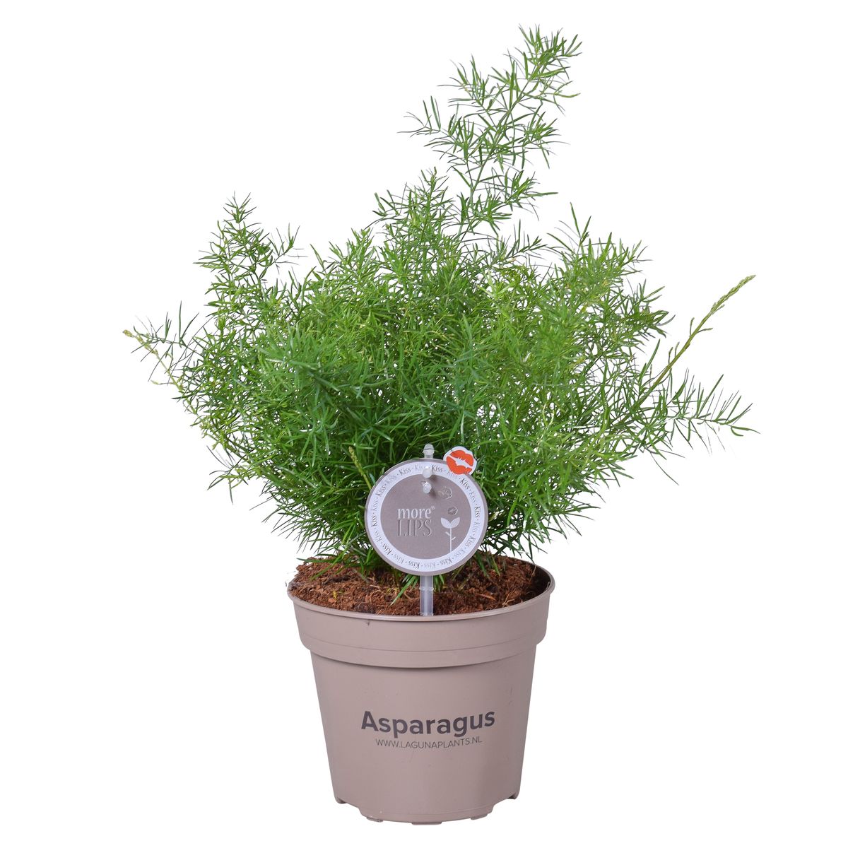 Asparagus densiflorus 'Sprengeri' — Plant Wholesale FlorAccess