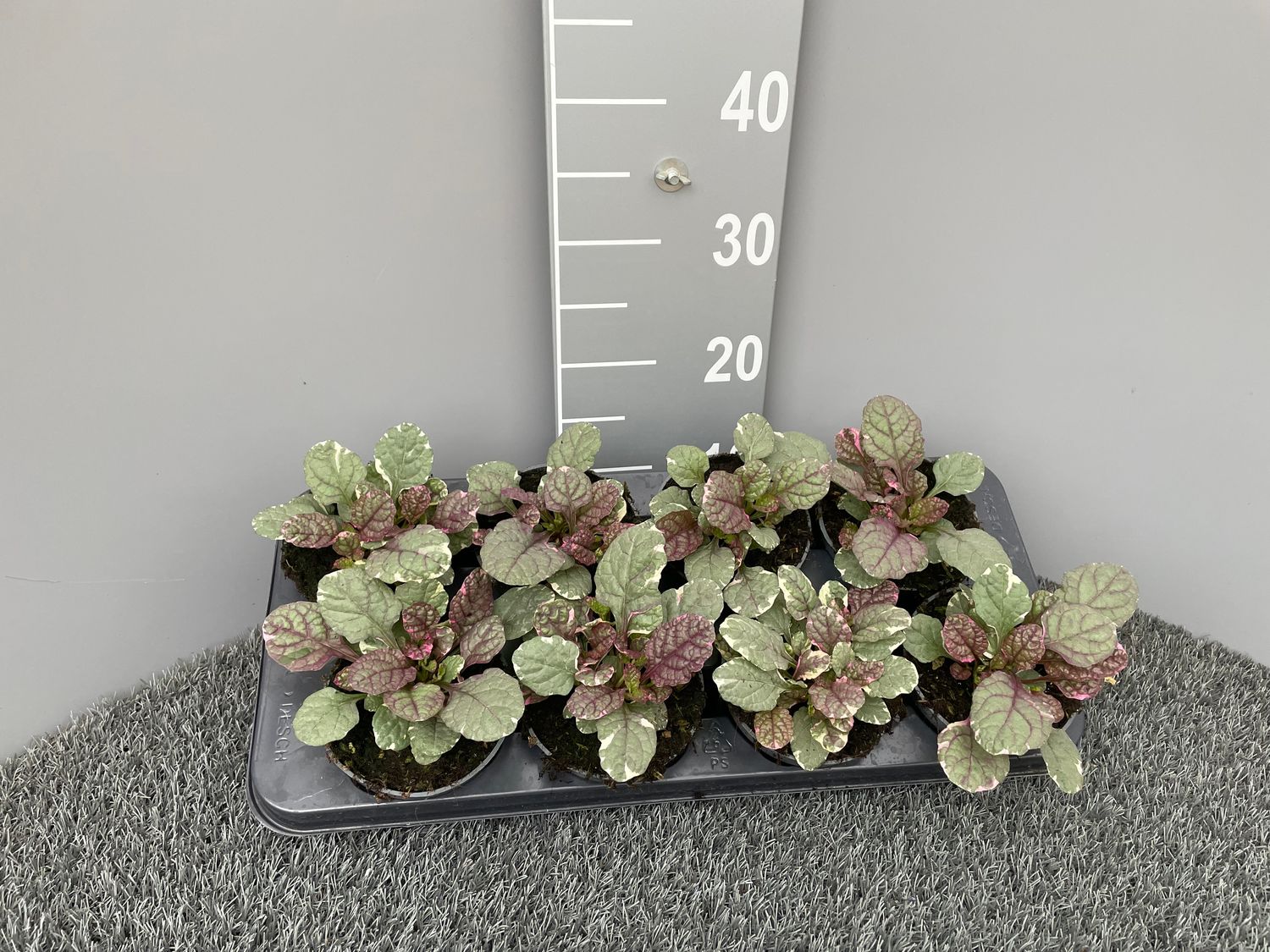 Ajuga reptans 'Burgundy Glow' — Plant Wholesale FlorAccess