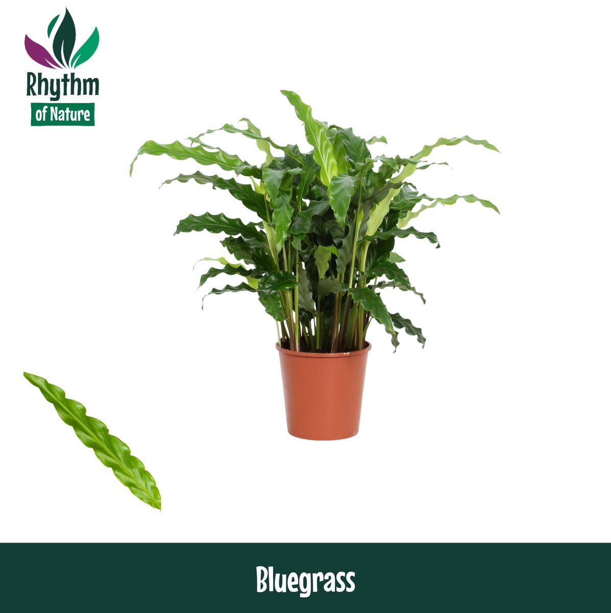 Calathea rufibarba 'Blue Grass' — Plant Wholesale FlorAccess