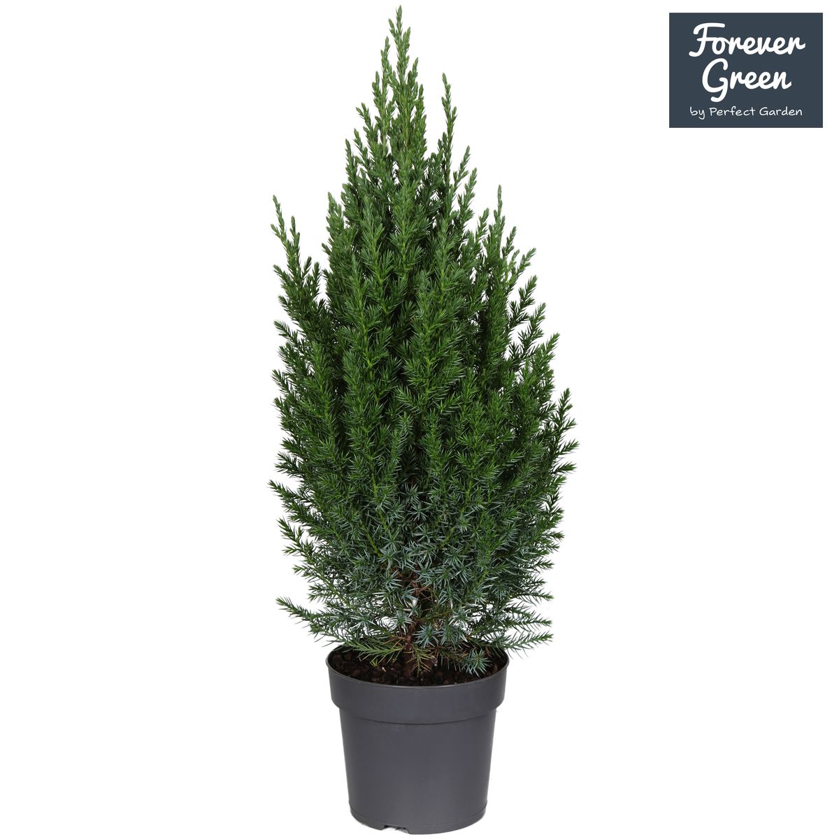 Juniperus chinensis 'Stricta' — Plant Wholesale FlorAccess