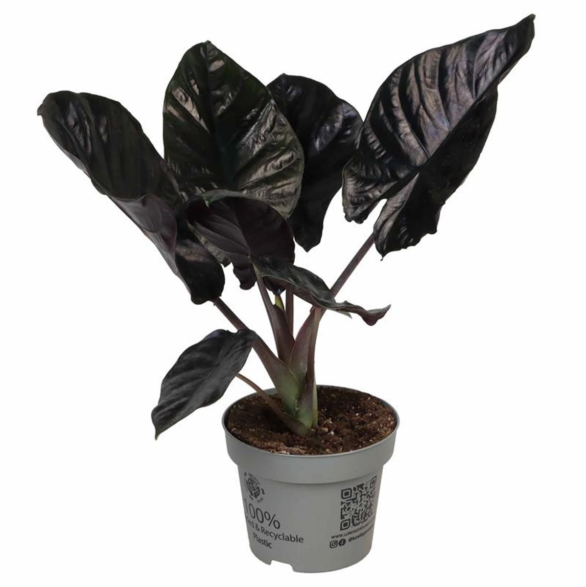 Alocasia infernalis BLACK MAGIC — Plant Wholesale FlorAccess