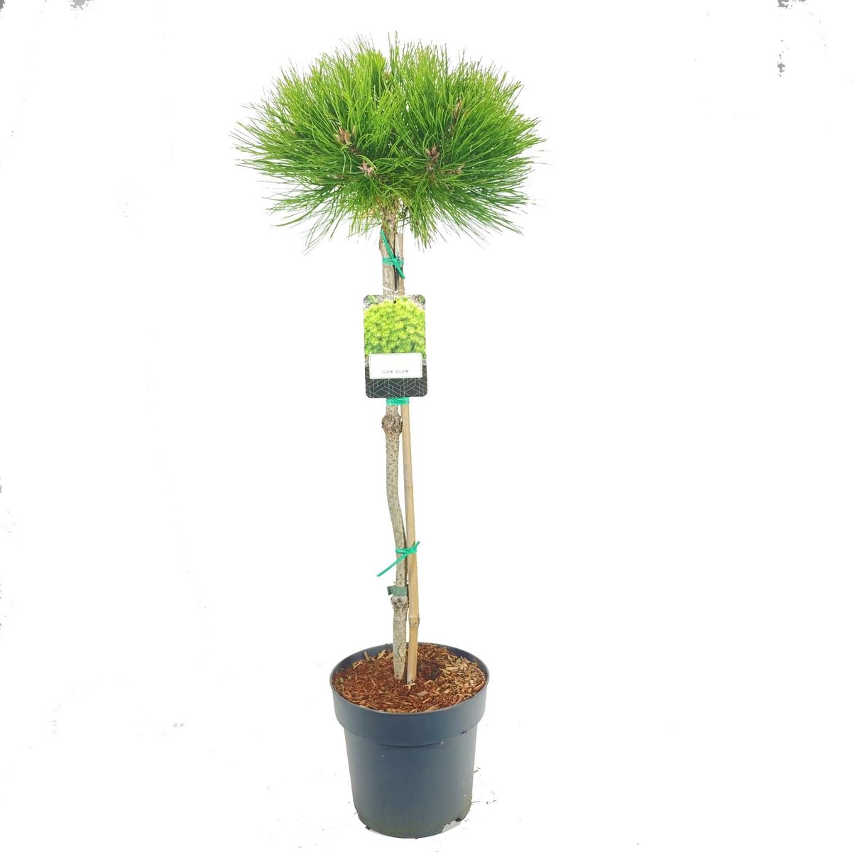 Pinus densiflora 'Low Glow' — Plant Wholesale FlorAccess