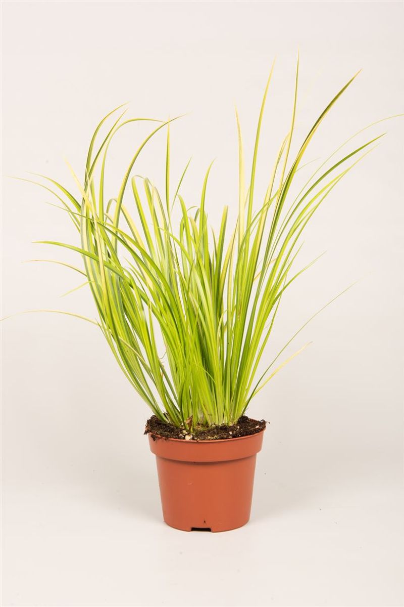 Acorus gramineus 'Ogon' — Plant Wholesale FlorAccess