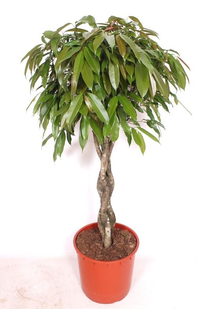 Ficus binnendijkii 'Amstel King' — Plant Wholesale FlorAccess