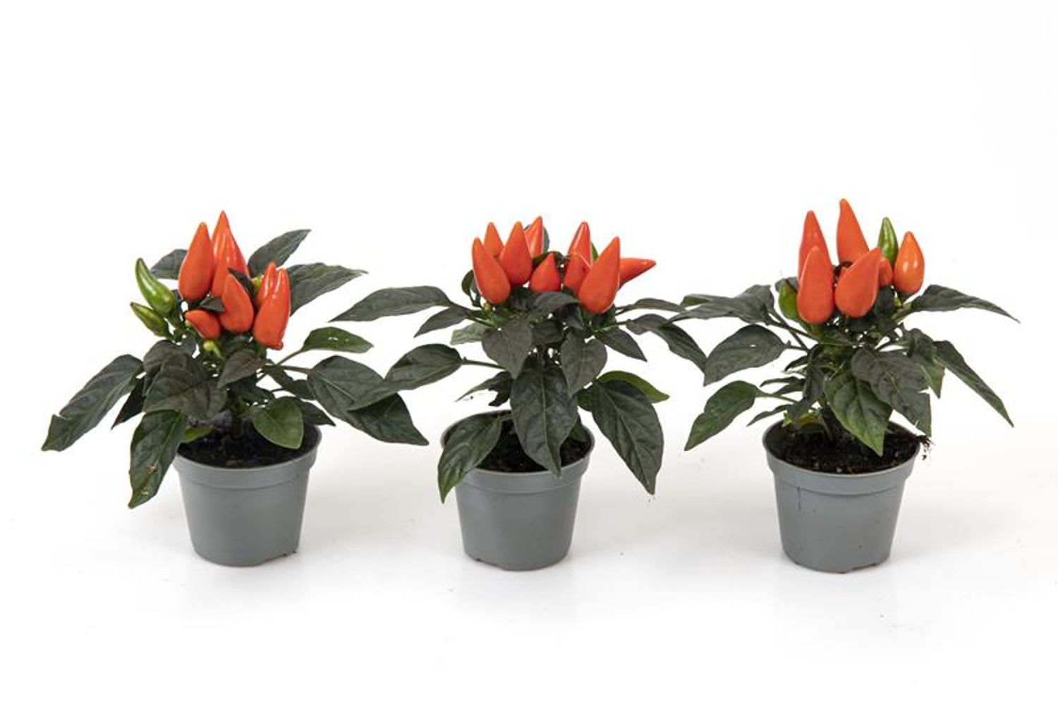 Capsicum annuum — Plant Wholesale FlorAccess