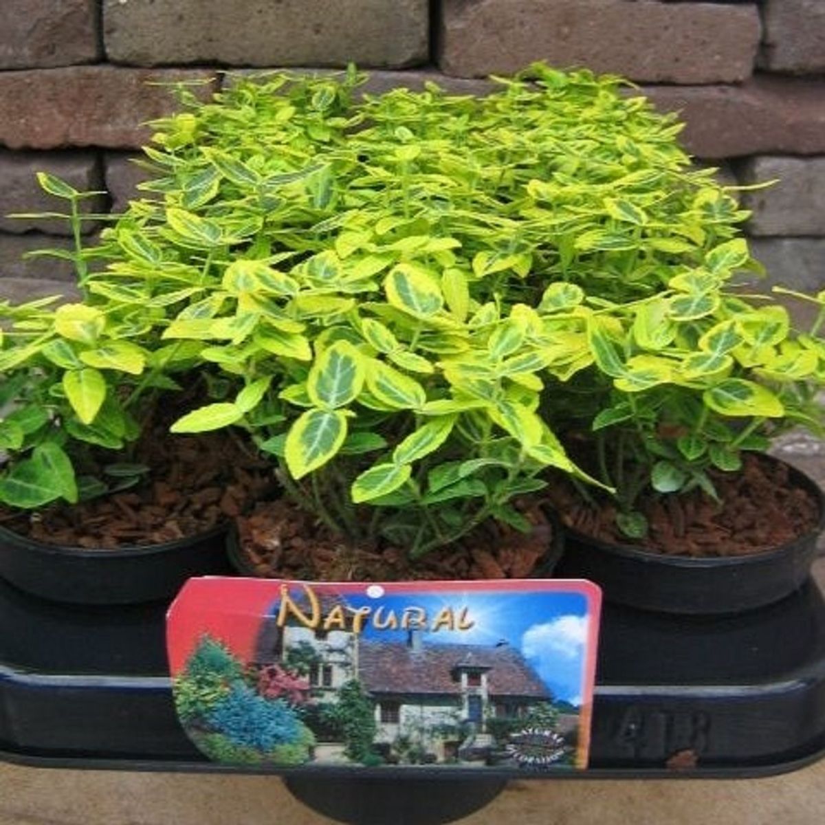 Euonymus Fortunei Emerald N Gold Emerald Plants