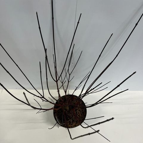 Cornus alba 'Kesselringii' — Plant Wholesale FlorAccess