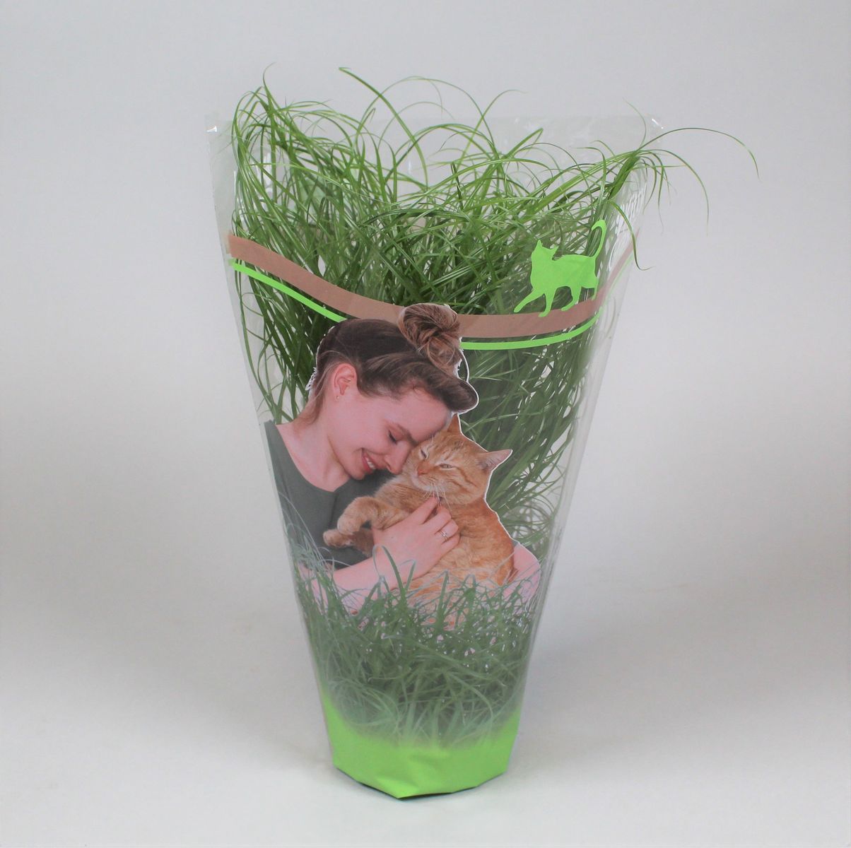 Cyperus alternifolius 'Zumula' — Plant Wholesale FlorAccess
