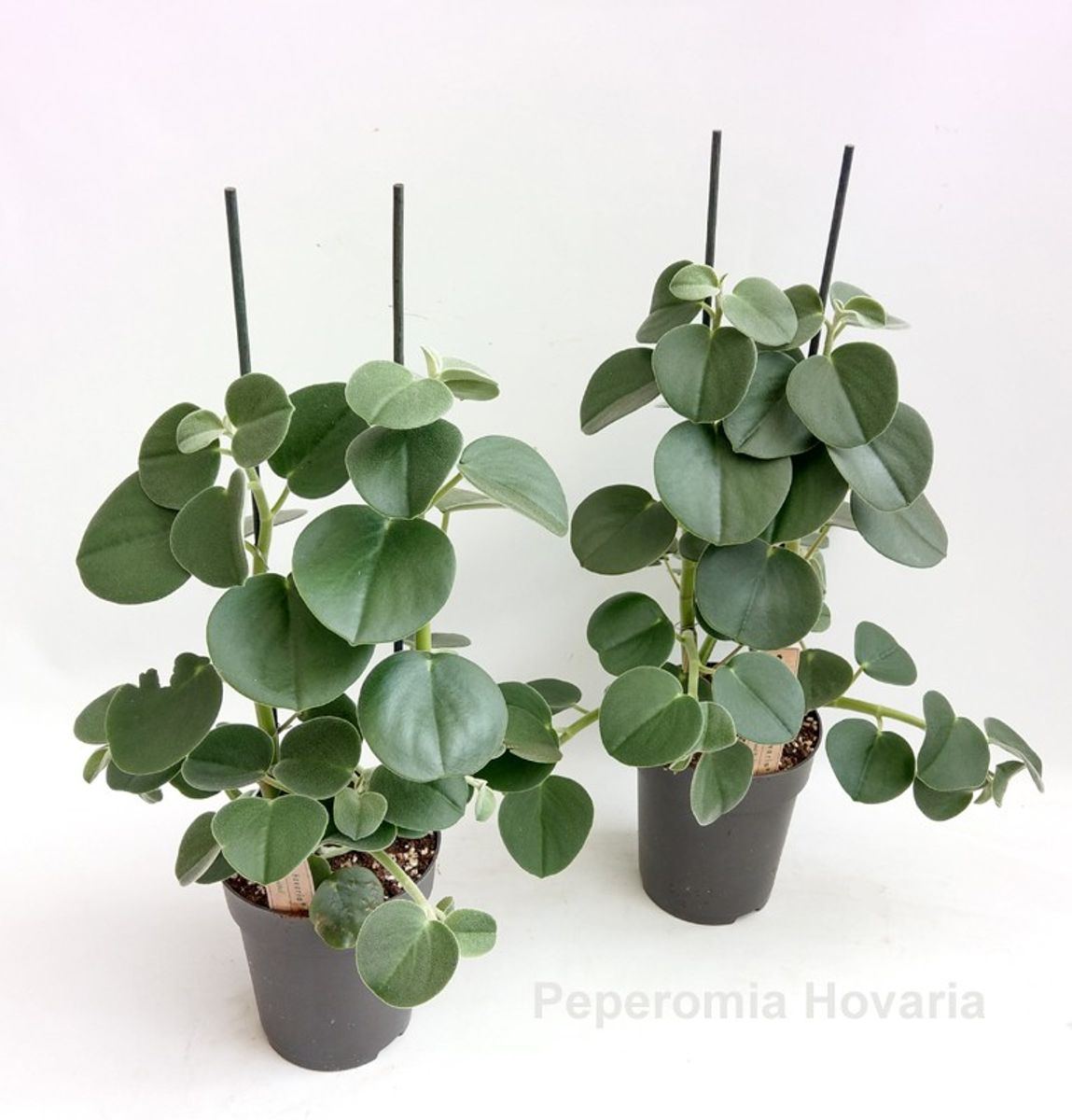 Peperomia 'Hovaria' — Plantegrossist FlorAccess