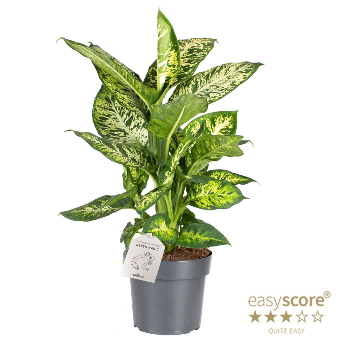 Dieffenbachia 'Sublime' — Plant Wholesale FlorAccess