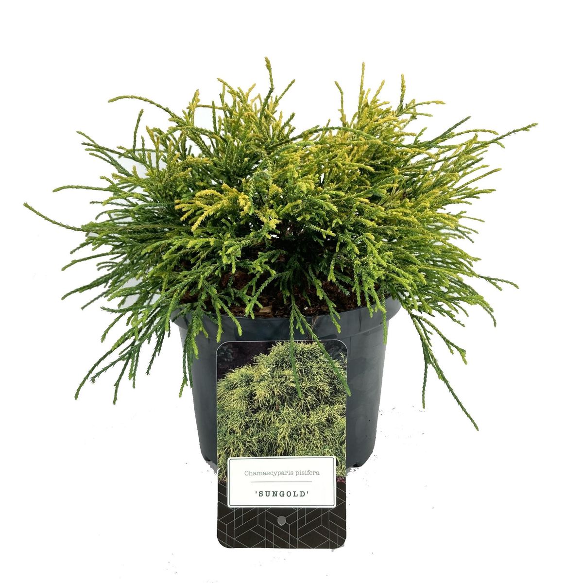 Chamaecyparis pisifera 'Sungold' — Plant Wholesale FlorAccess