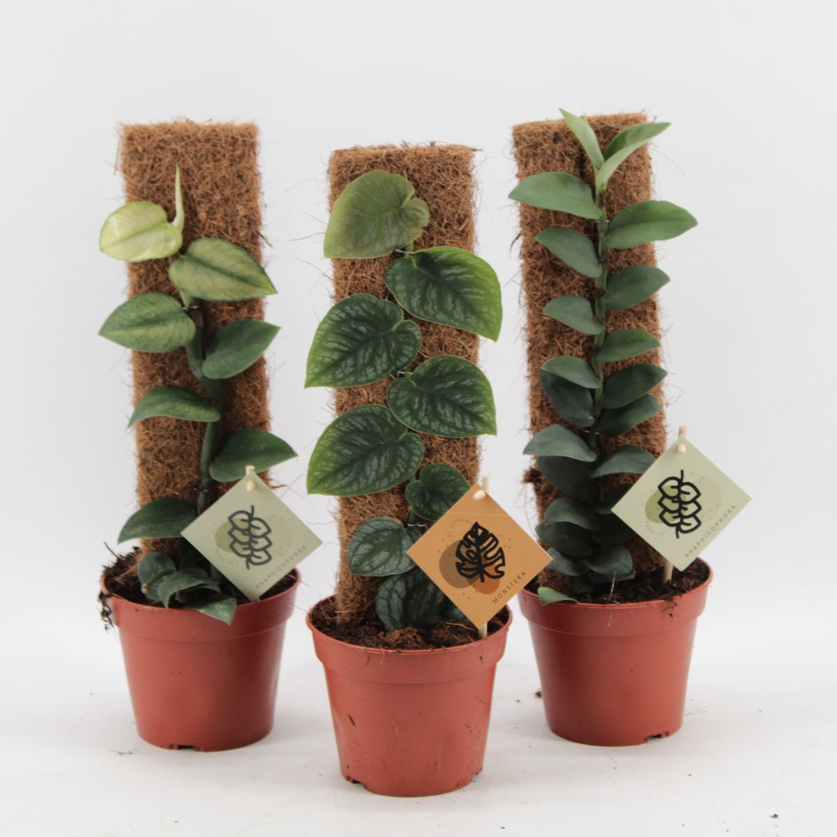 Monstera MIX — Plant Wholesale FlorAccess