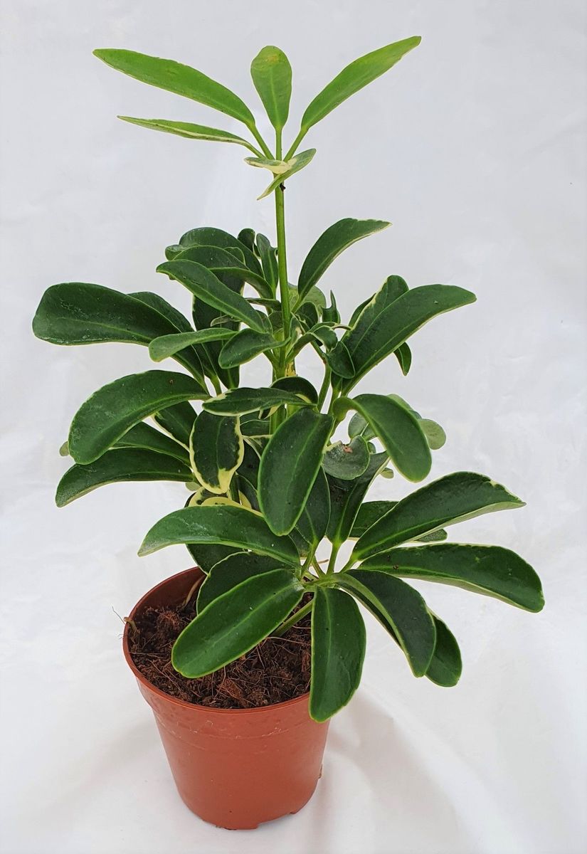 Schefflera arboricola 'Moondrop' — Plant Wholesale FlorAccess