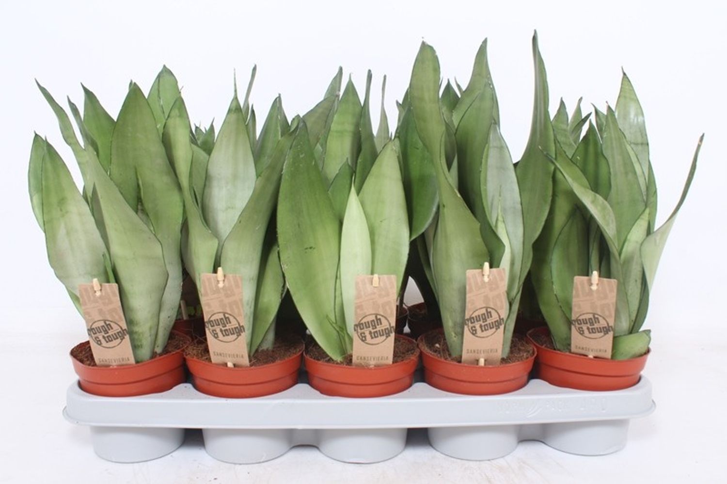 Sansevieria trifasciata 'Moonshine' — Plant Wholesale FlorAccess