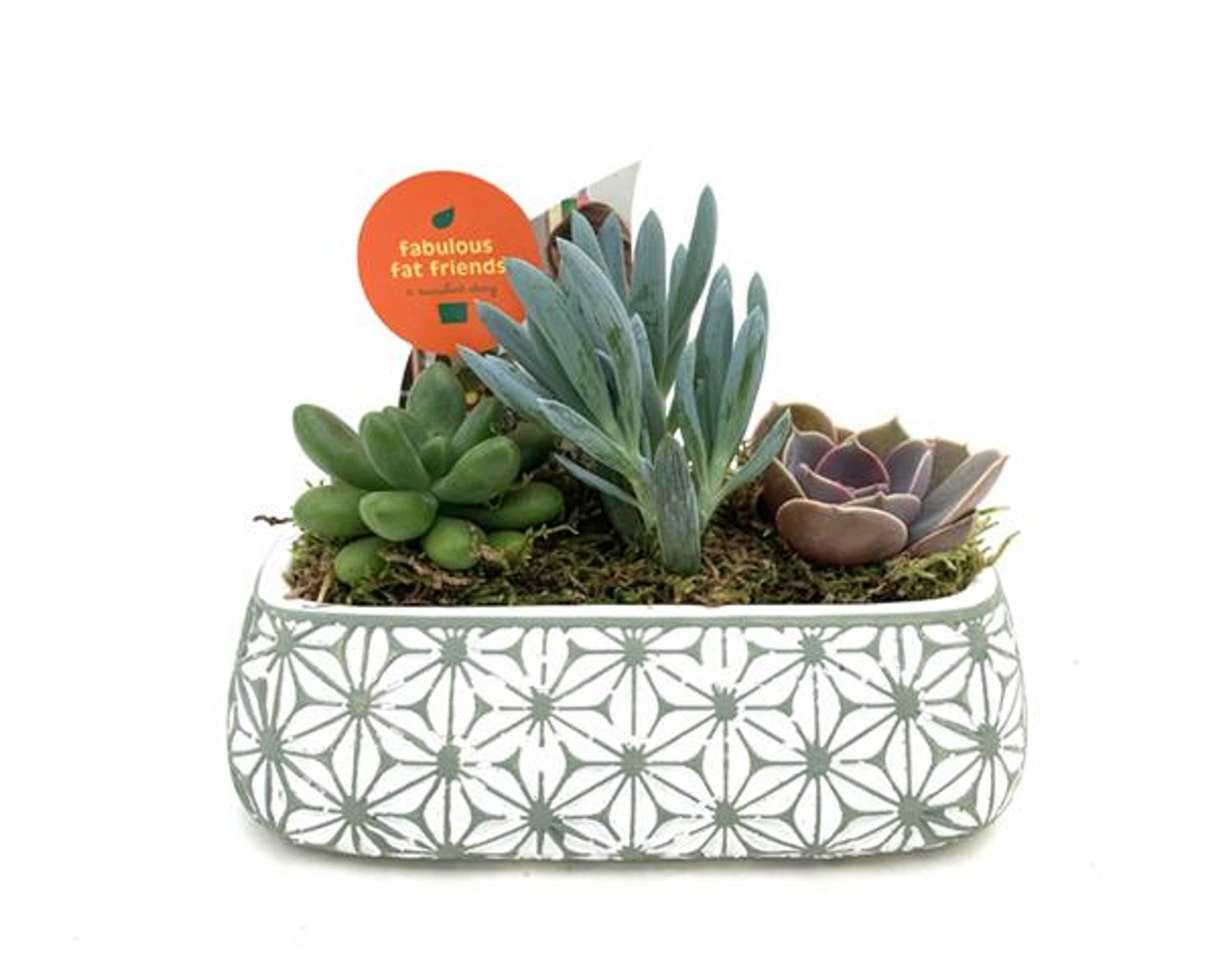 Succulents MIX IN POT — Plant Wholesale FlorAccess