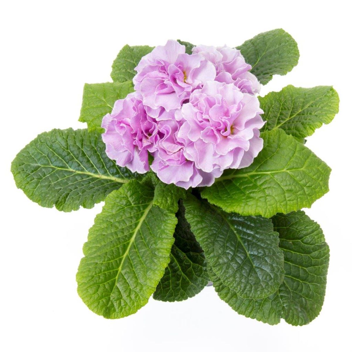 Primula 'Princess Neon Violet' — Рослини оптом FlorAccess