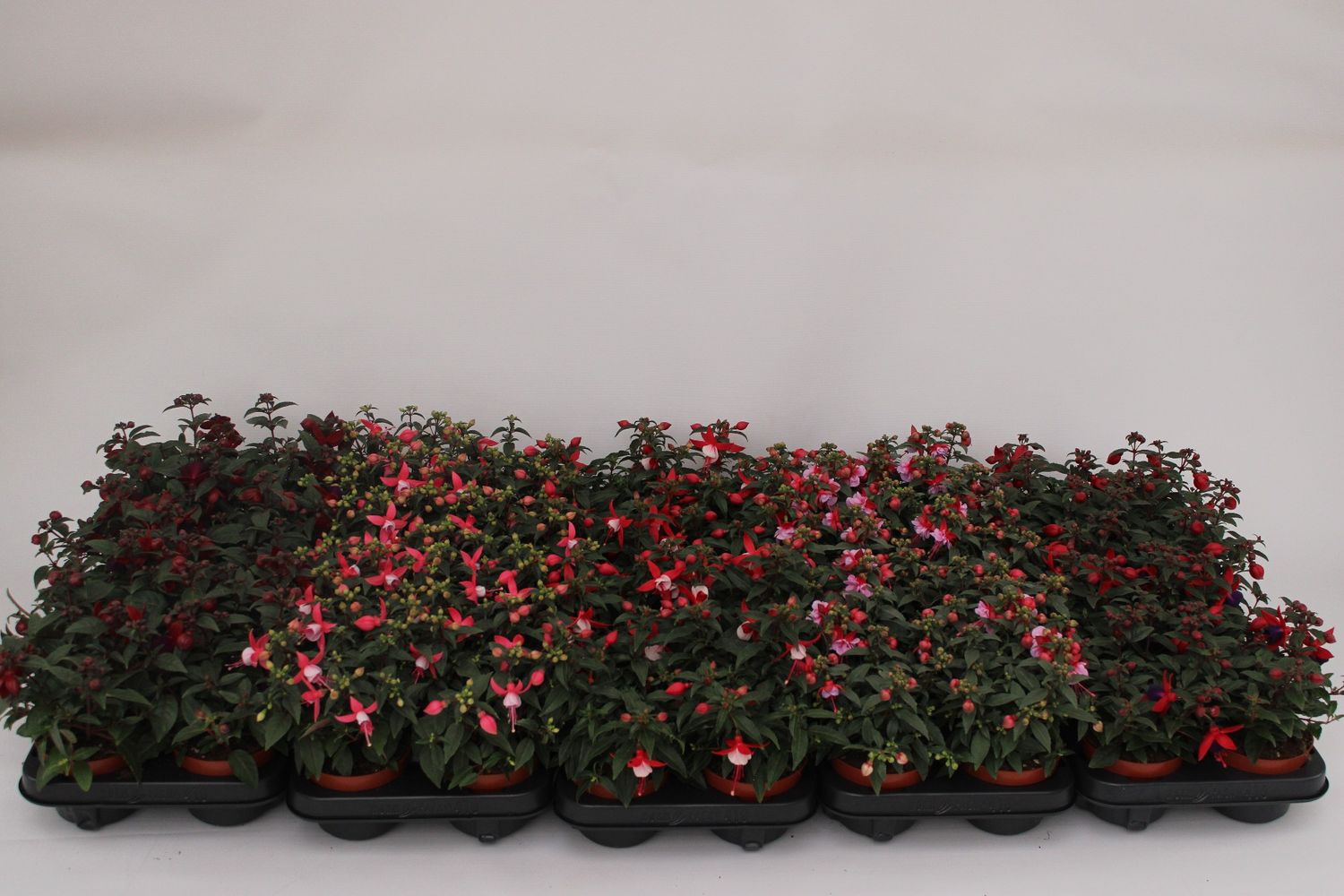 Fuchsia BELLA FUCHSIA UPRIGHT MIX — Plant Wholesale FlorAccess