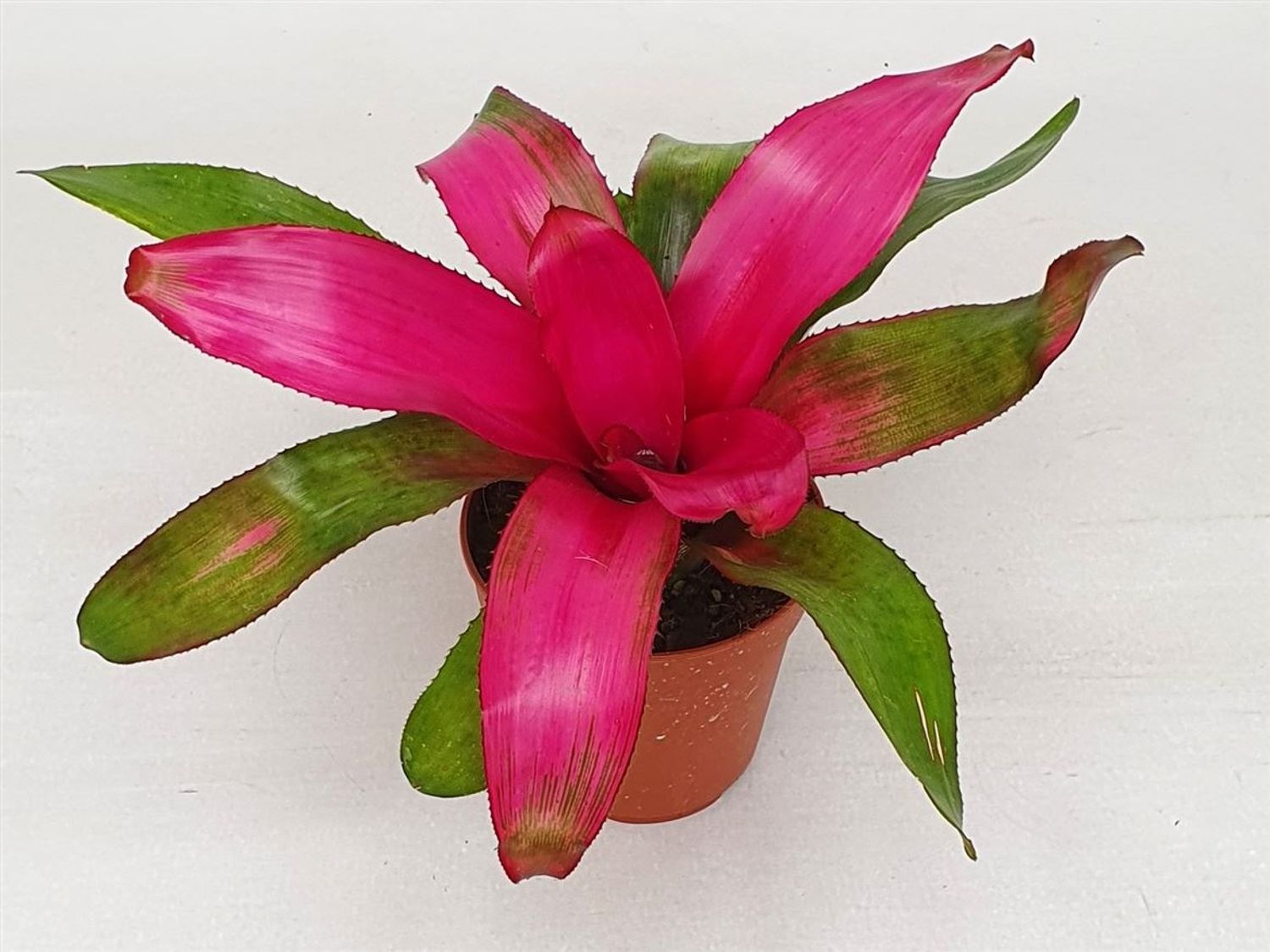 Neoregelia 'Donna' — Plant Wholesale FlorAccess