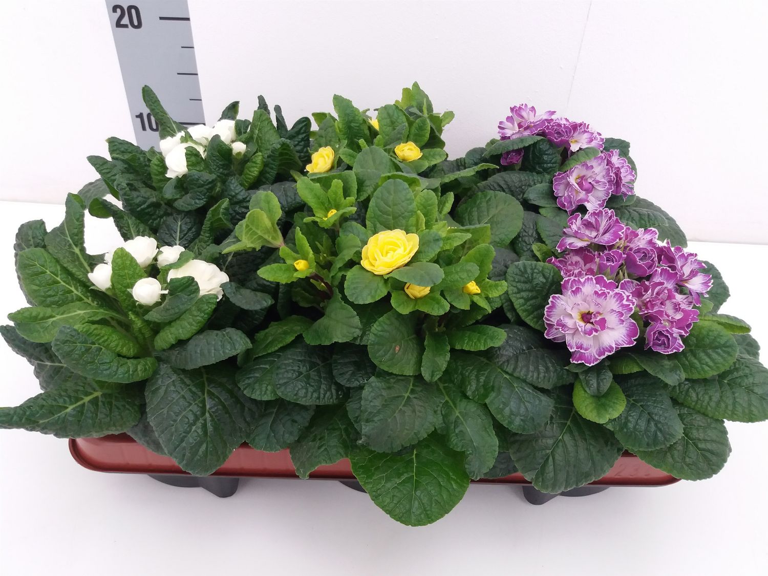 Primula vulgaris BELARINA MIX — Grossiste en Plantes FlorAccess