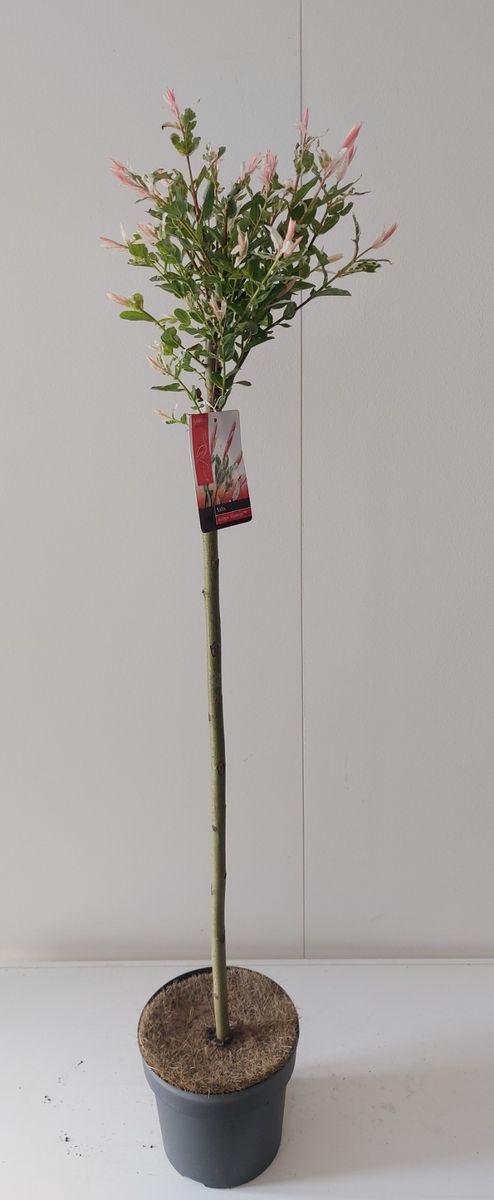 Salix integra 'Flamingo' — Plant Wholesale FlorAccess