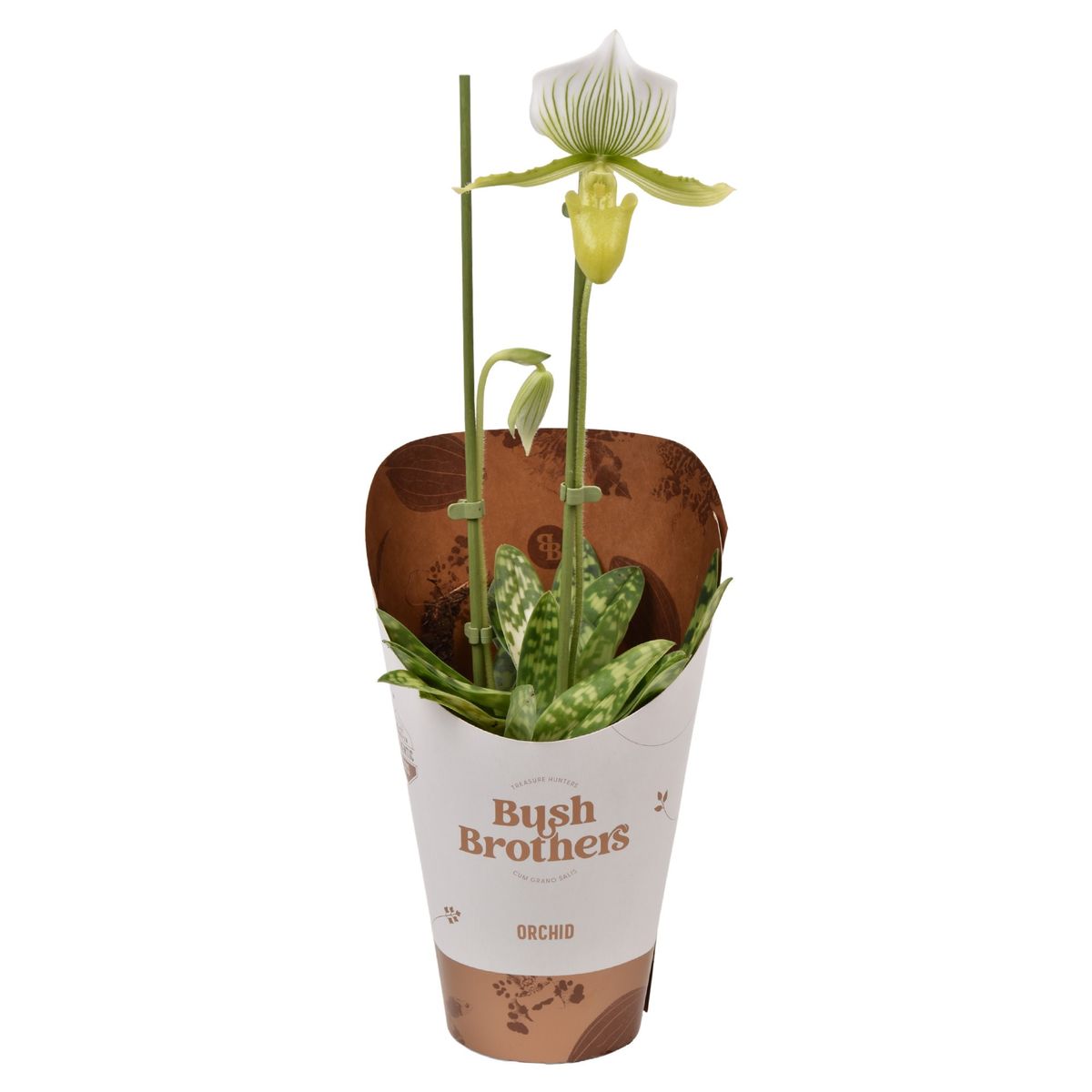 Paphiopedilum Maudiae — Plant Wholesale FlorAccess