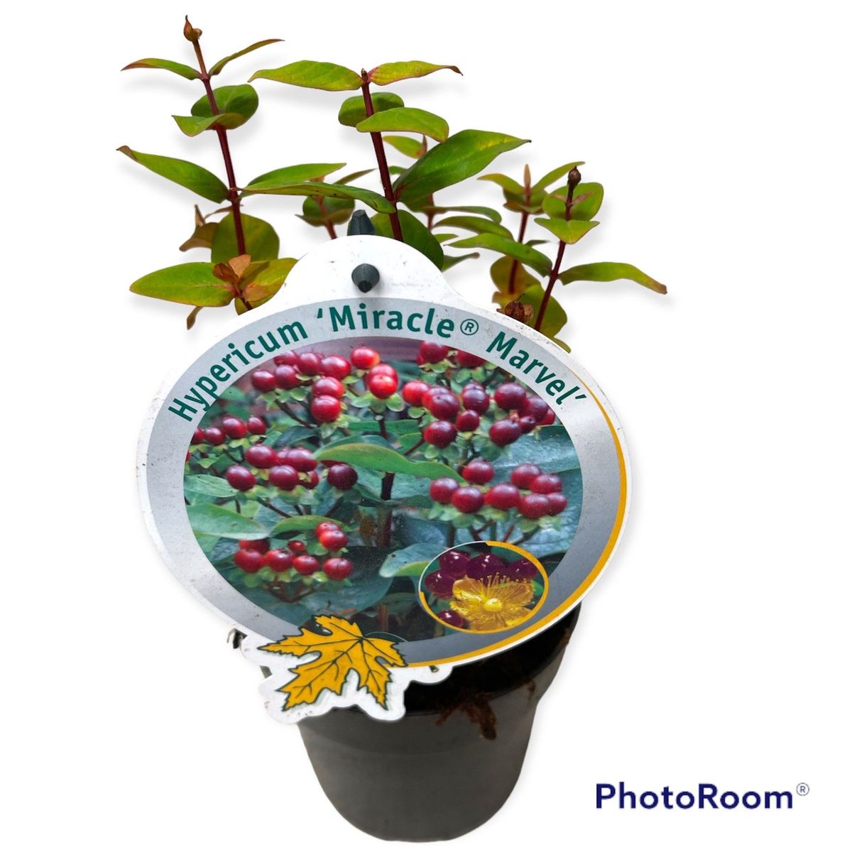 Hypericum MIRACLE MARVEL — Plant Wholesale FlorAccess