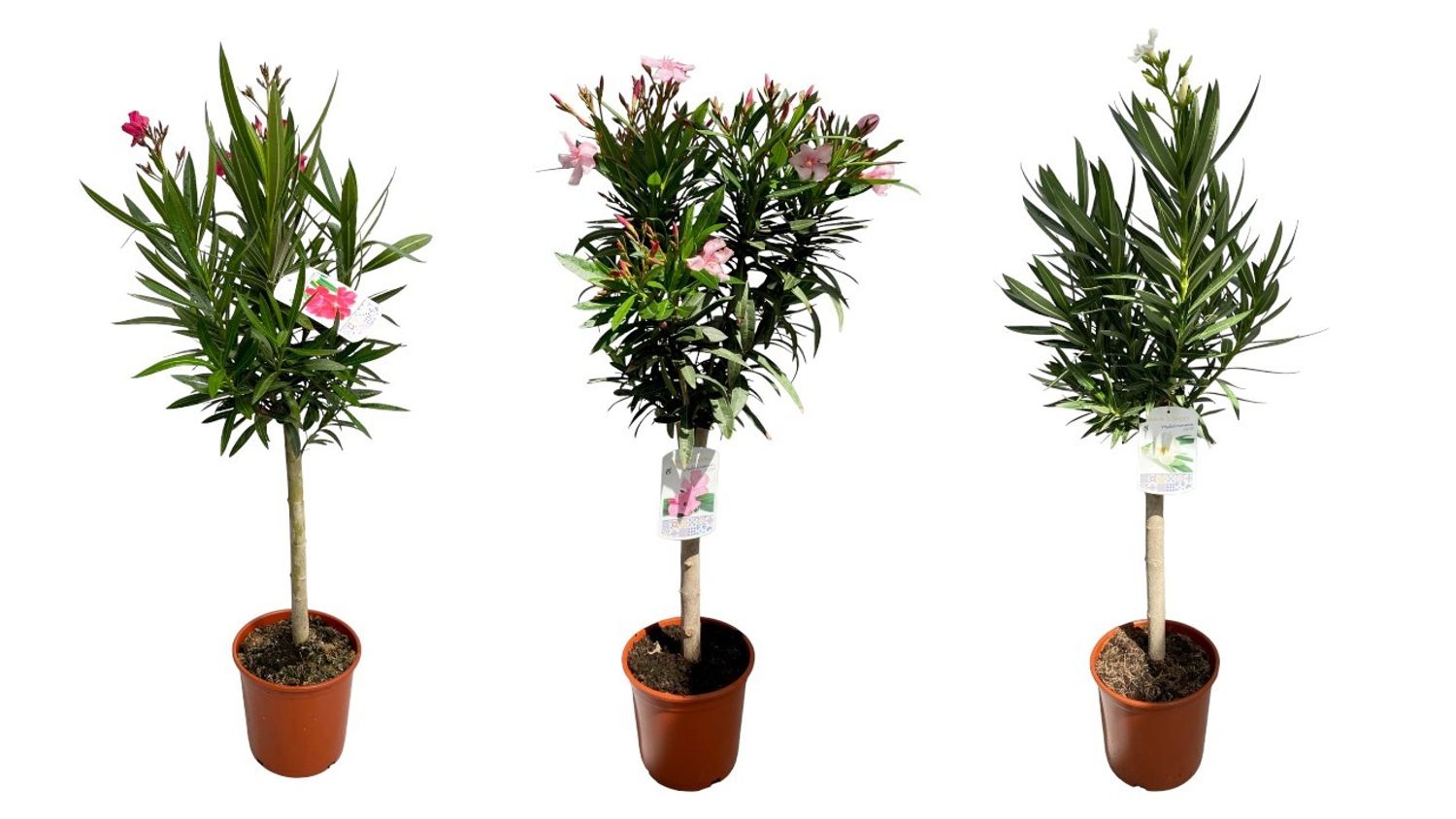 Nerium oleander — Plant Wholesale FlorAccess
