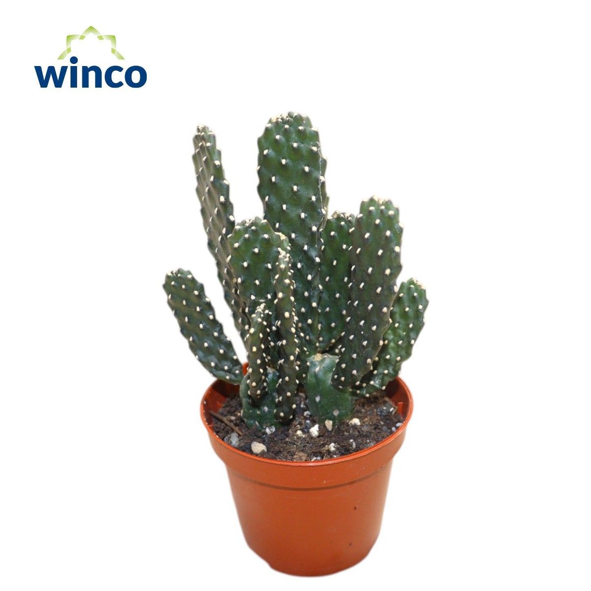 Consolea rubescens — Plant Wholesale FlorAccess