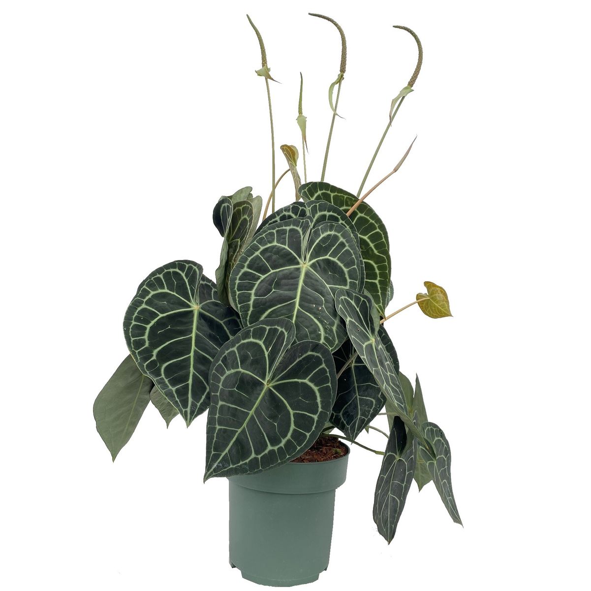 Anthurium clarinervium — Plant Wholesale FlorAccess