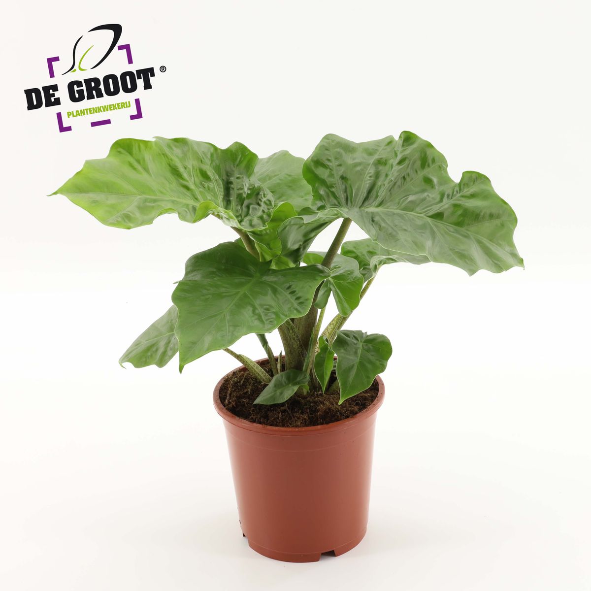 Alocasia 'Low Rider' — Plant Wholesale FlorAccess