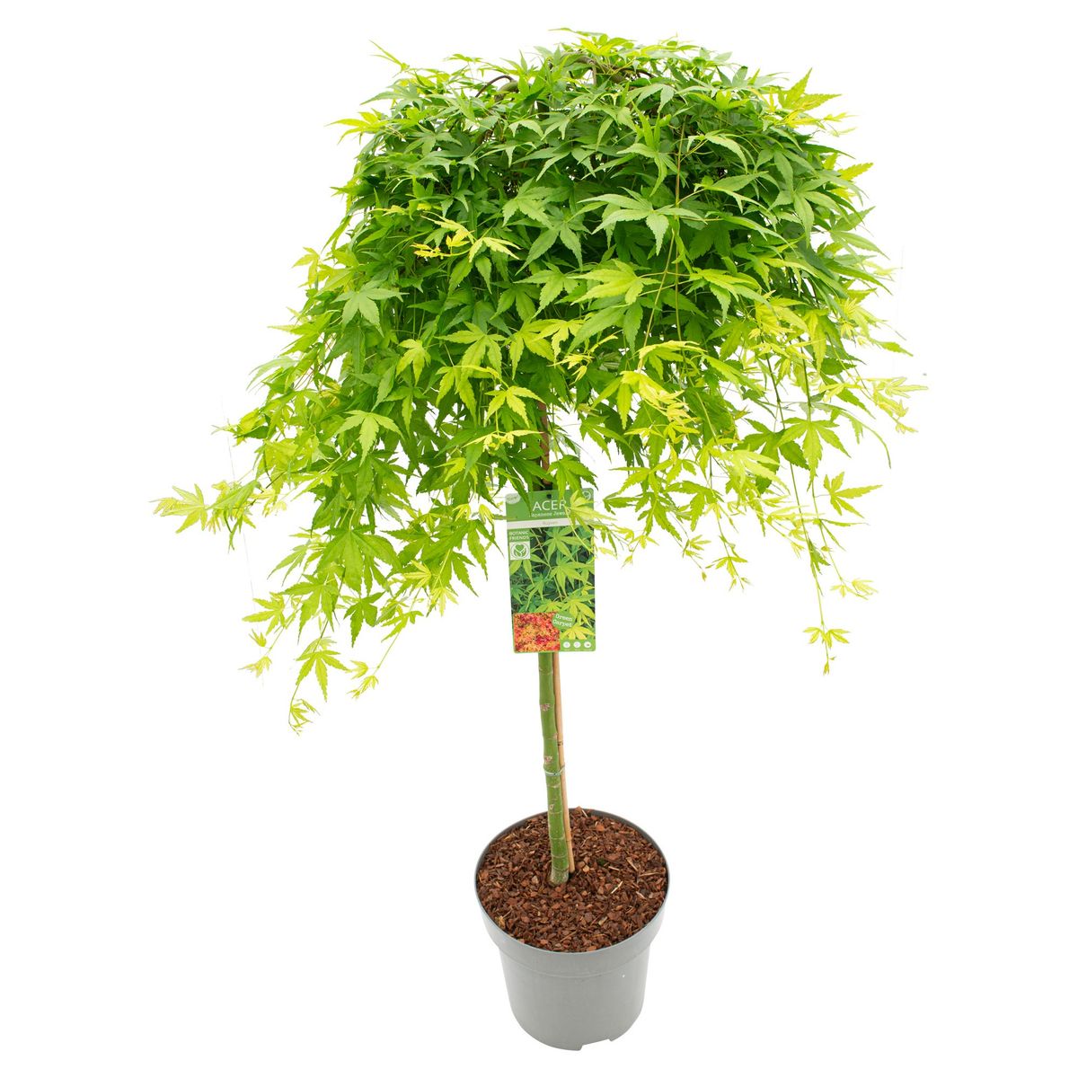 Acer palmatum 'Ryusen' — Plant Wholesale FlorAccess