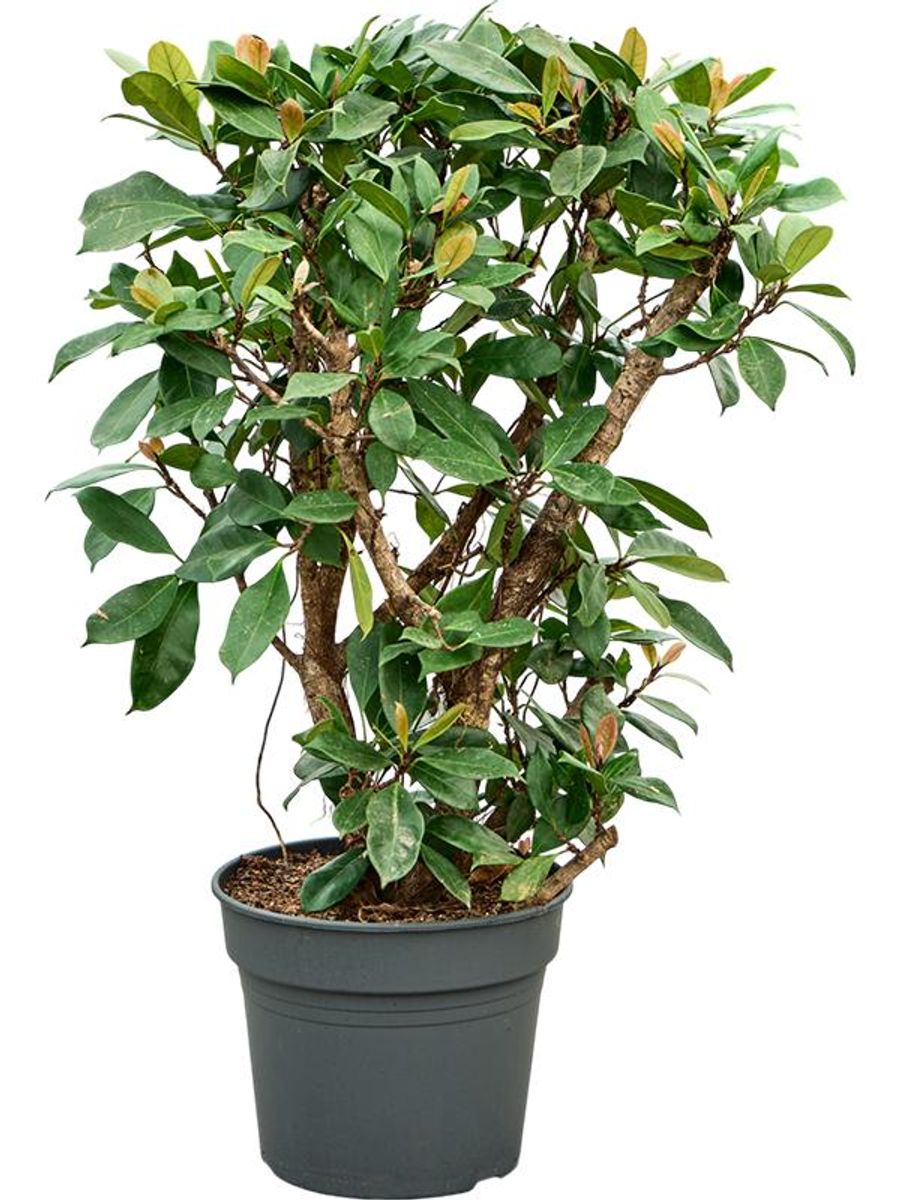 Ficus cyathistipula — Plant Wholesale FlorAccess