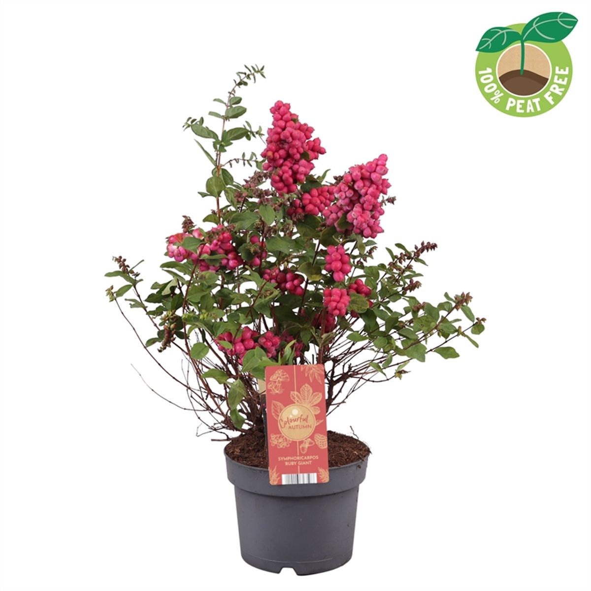 Symphoricarpos MAGICAL RUBY GIANT — Plant Wholesale FlorAccess