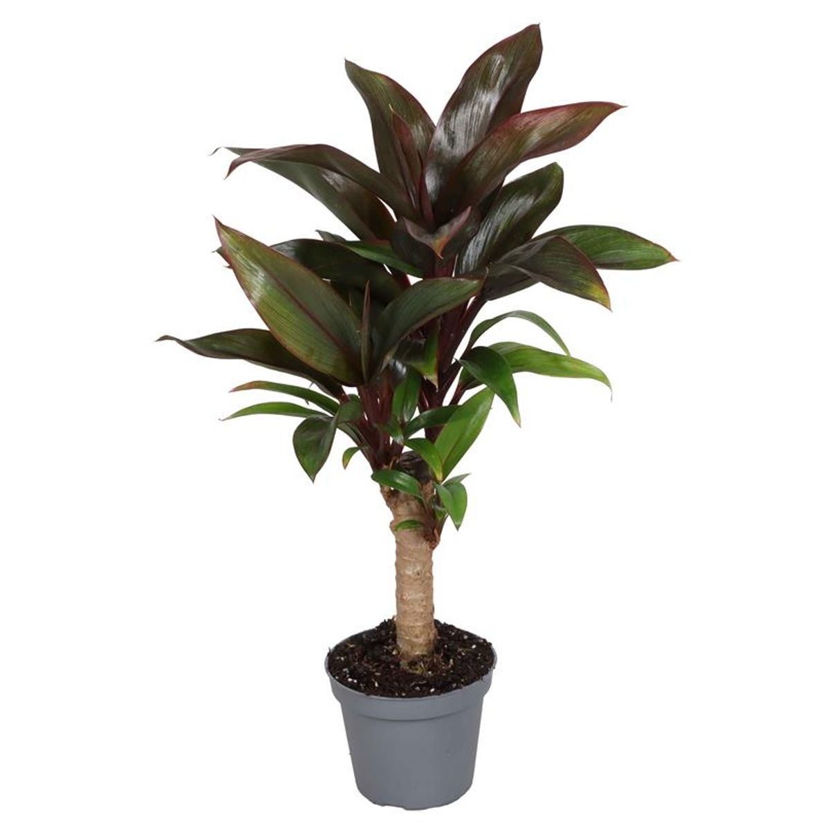 Cordyline fruticosa 'Purple Compacta' — Plant Wholesale FlorAccess