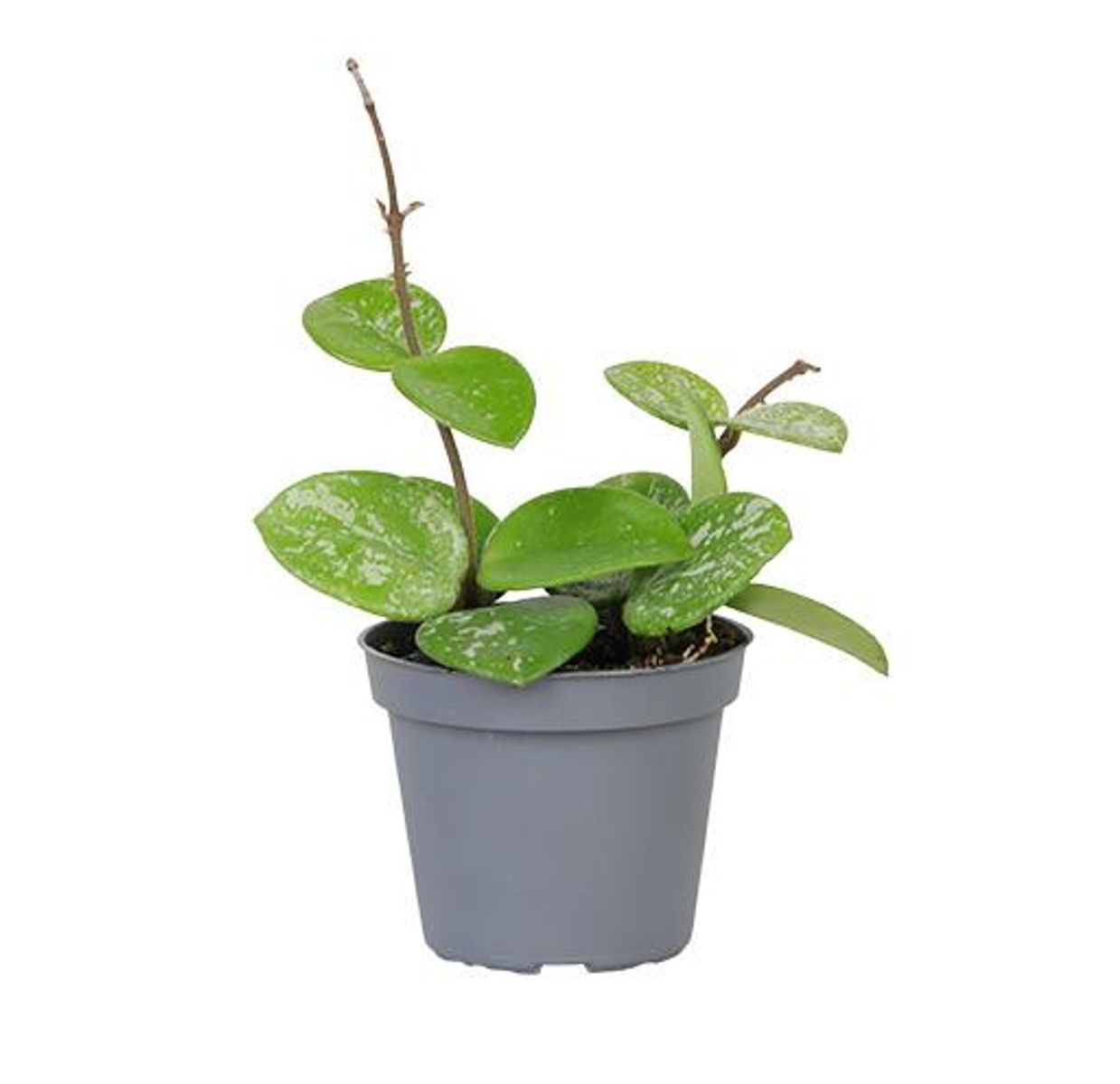 Hoya 'Mathilde Splash' — Plant Wholesale FlorAccess