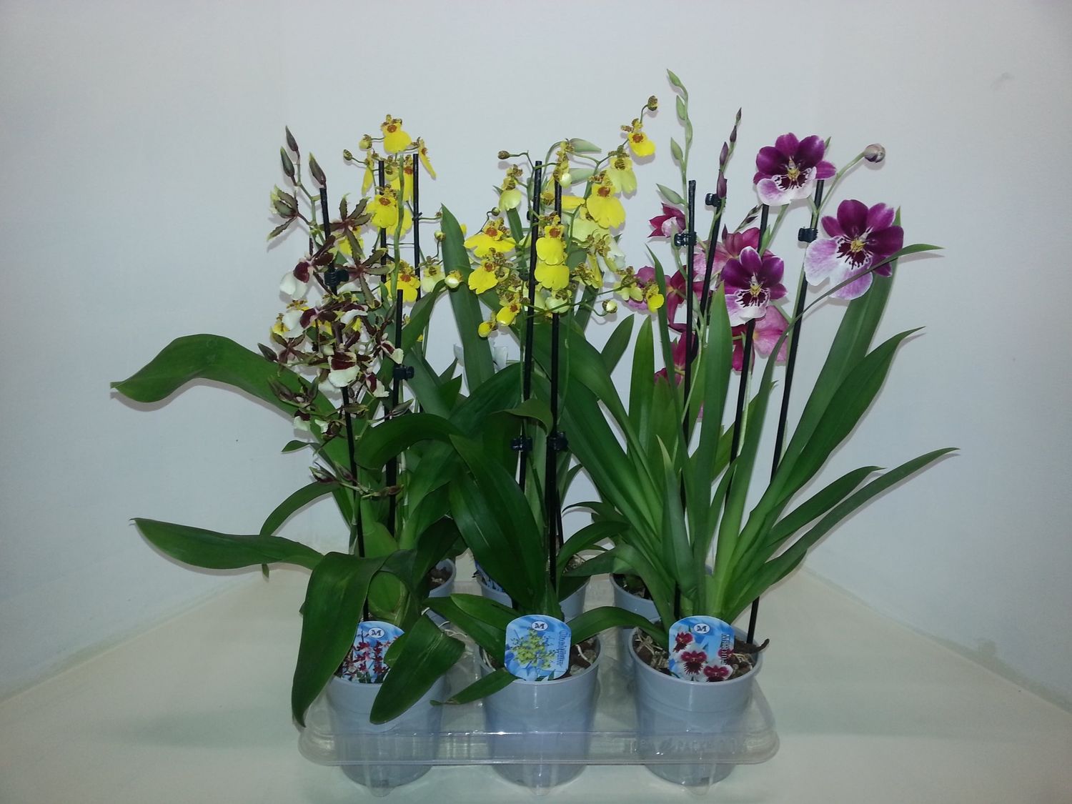 Orchid MIX — Plant Wholesale FlorAccess