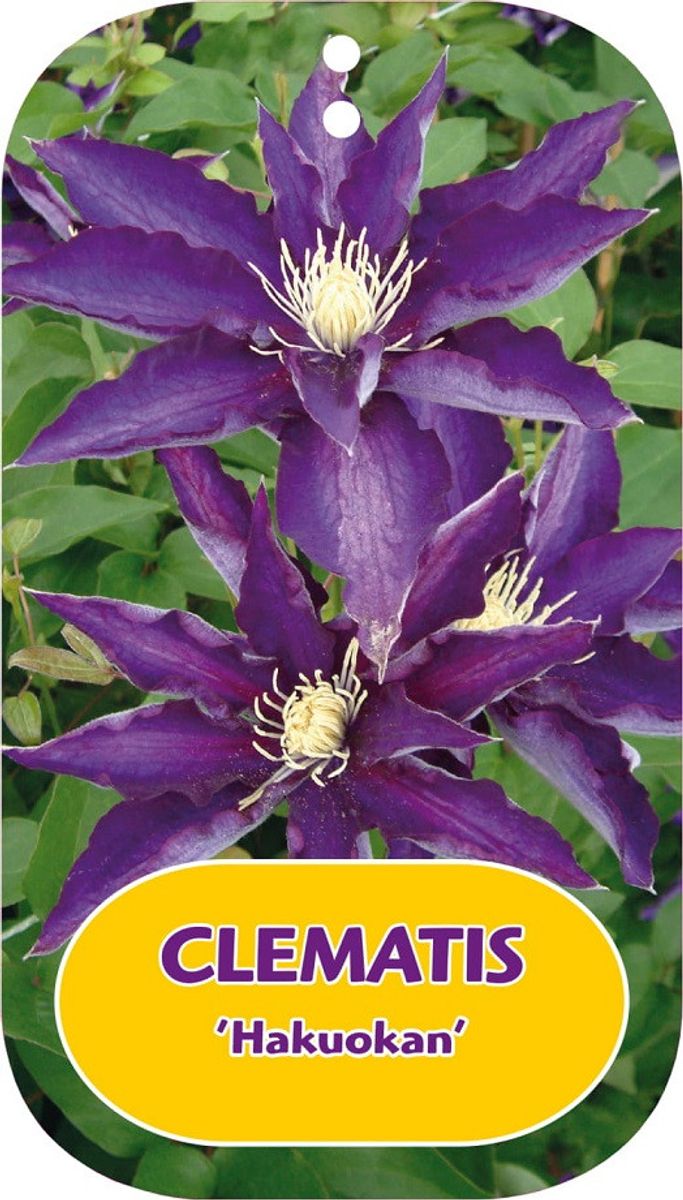 Clematis 'Haku-ookan' (EL) — Plant Wholesale FlorAccess