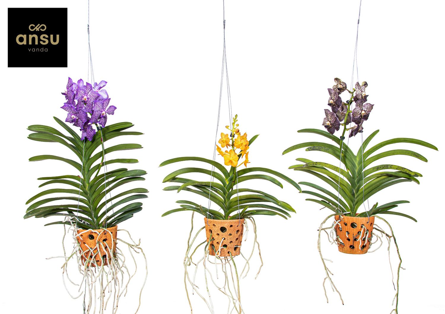 Vanda MIX — Plant Wholesale FlorAccess