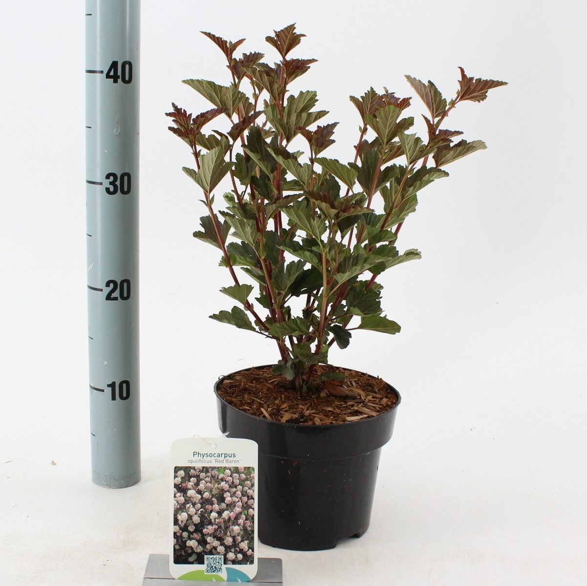Physocarpus opulifolius 'Red Baron' — Plant Wholesale FlorAccess
