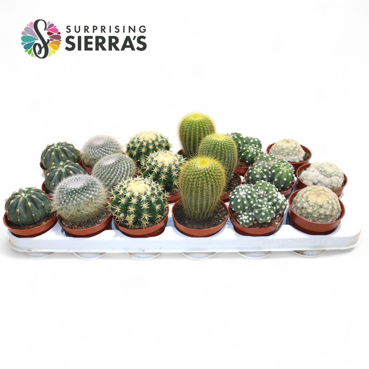 Cactus MIX — Plant Wholesale FlorAccess