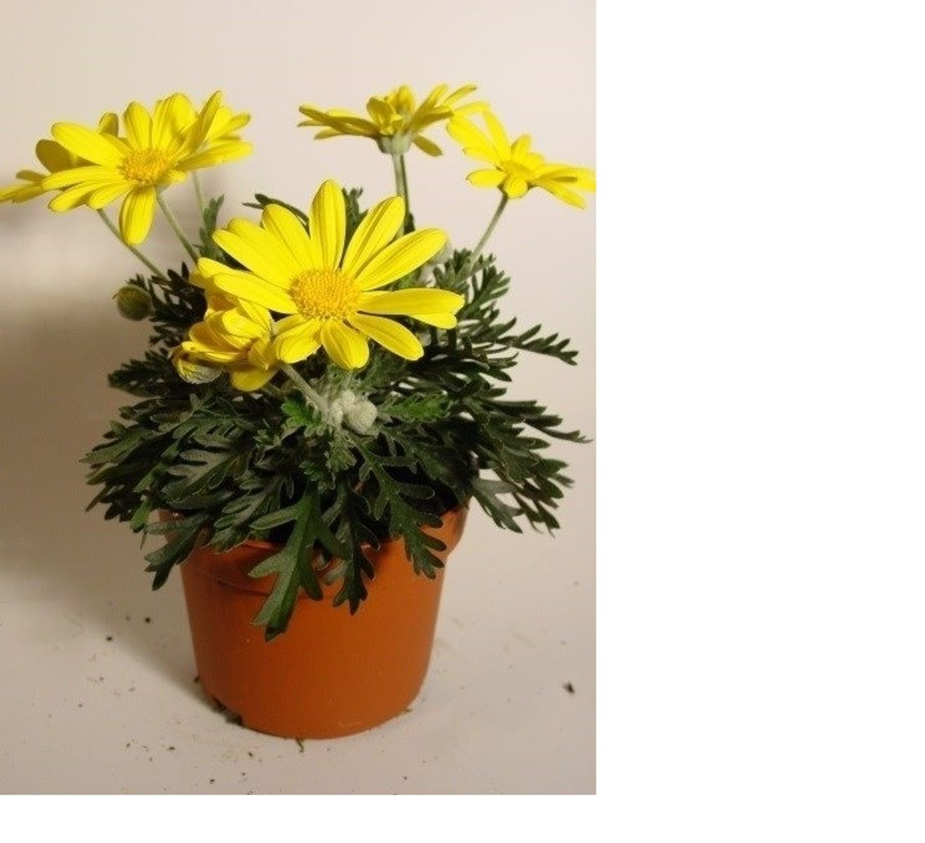 Euryops pectinatus 'Silver Star' — Plant Wholesale FlorAccess